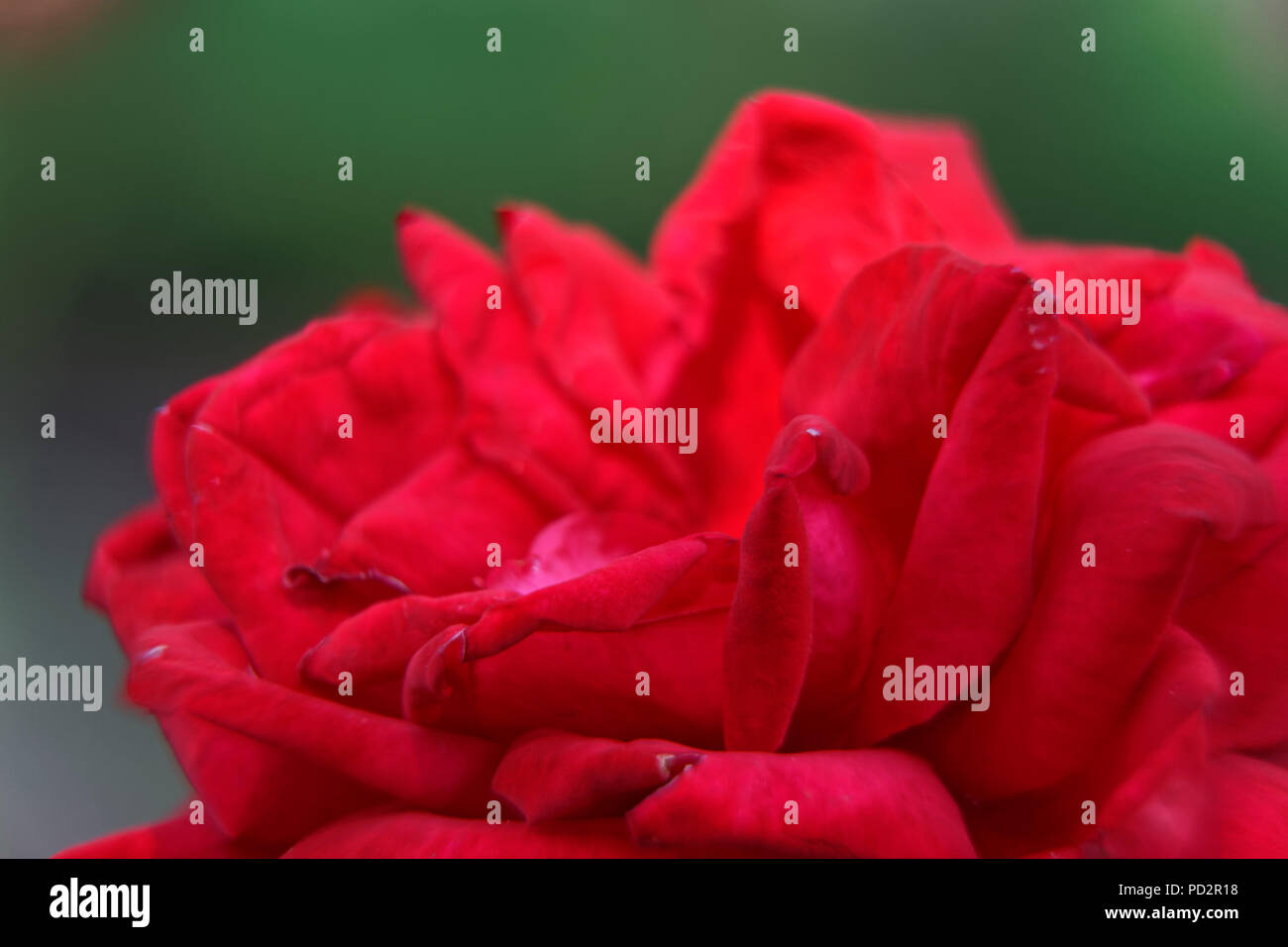 Red rose spring flowers on tree branch in sunny day, good for postcard ...