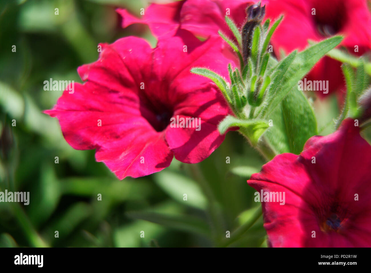 Red spring flowers on hi-res stock photography and images - Alamy