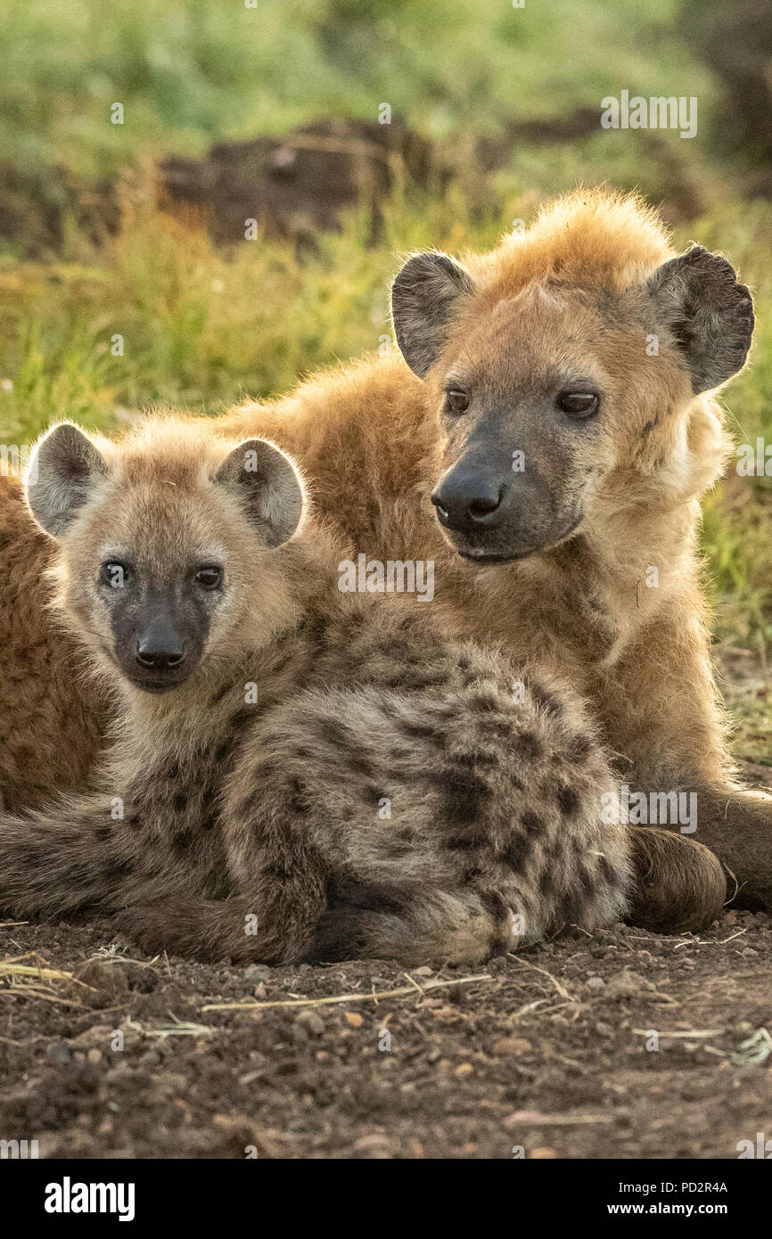 Female Hyaena Mother And Cum Lying On Sand In The Early Morning Sunlight In The Masai Mara In