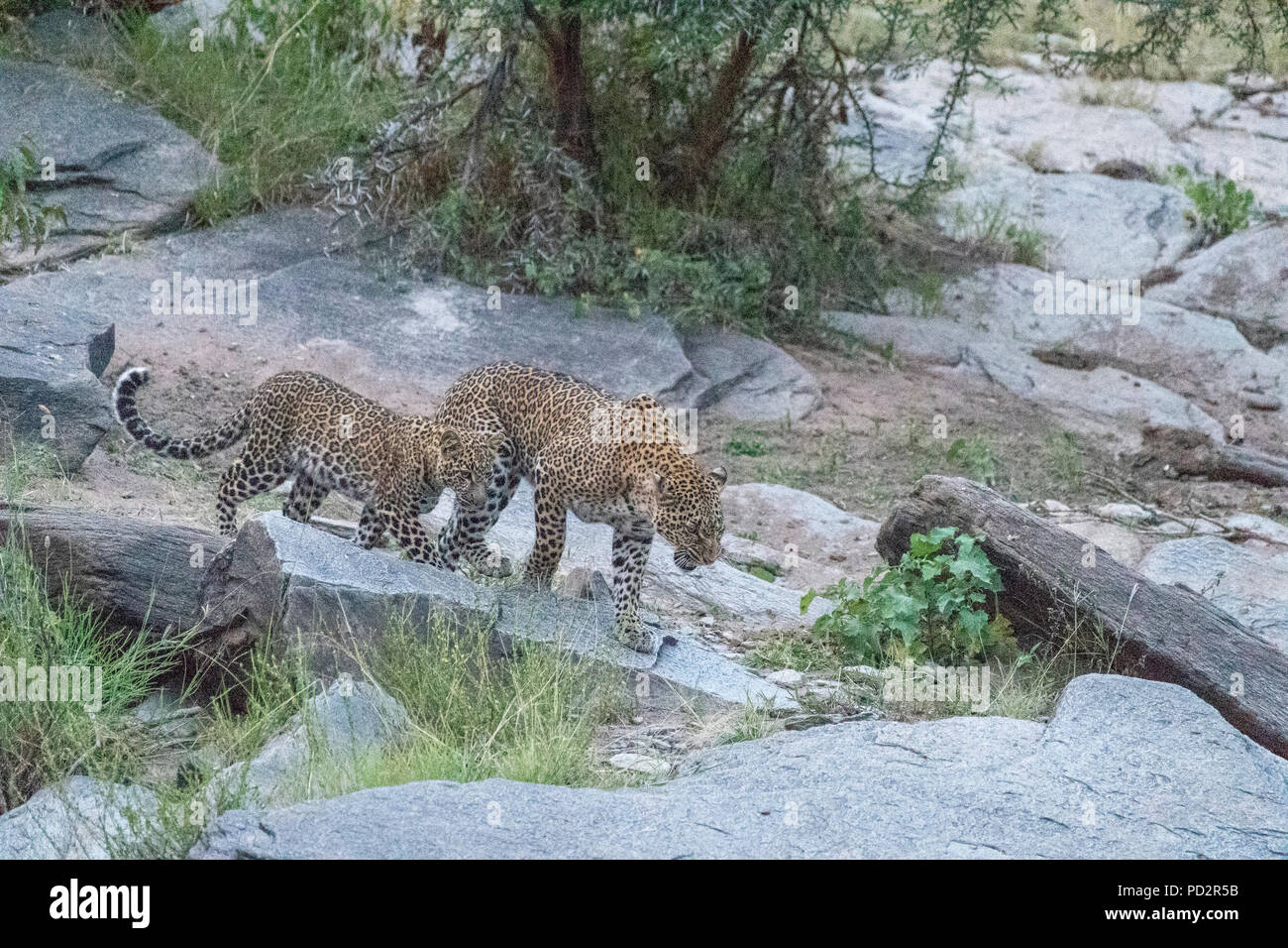 leopard walking on river rocks with cub Stock Photo - Alamy