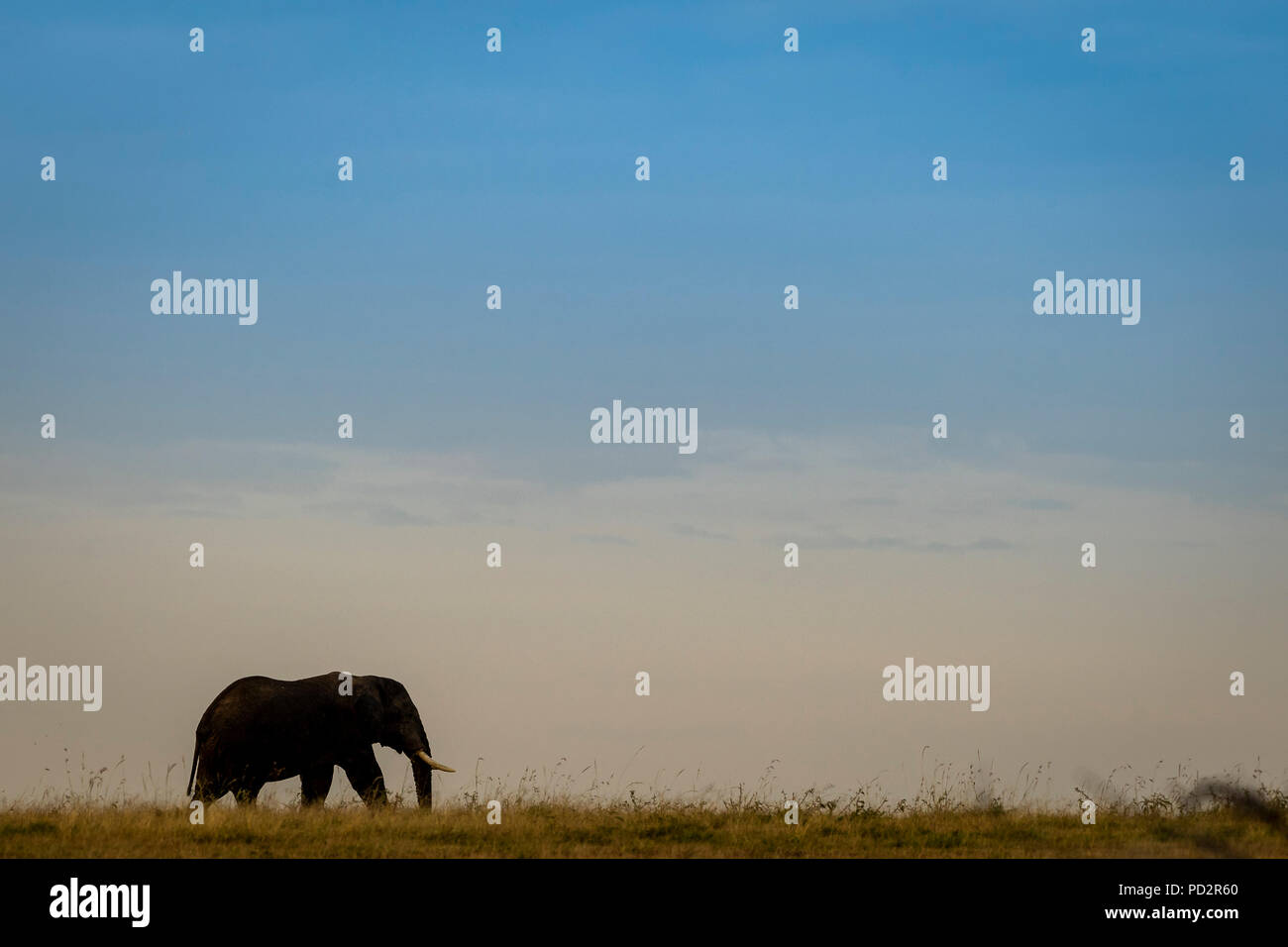African elephant walking on the african horizon Stock Photo - Alamy