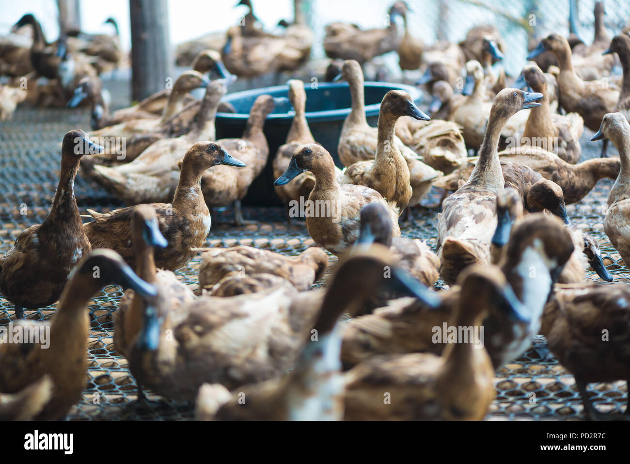 Ducks in farm, traditional farming in Thailand, animal farm Stock Photo ...