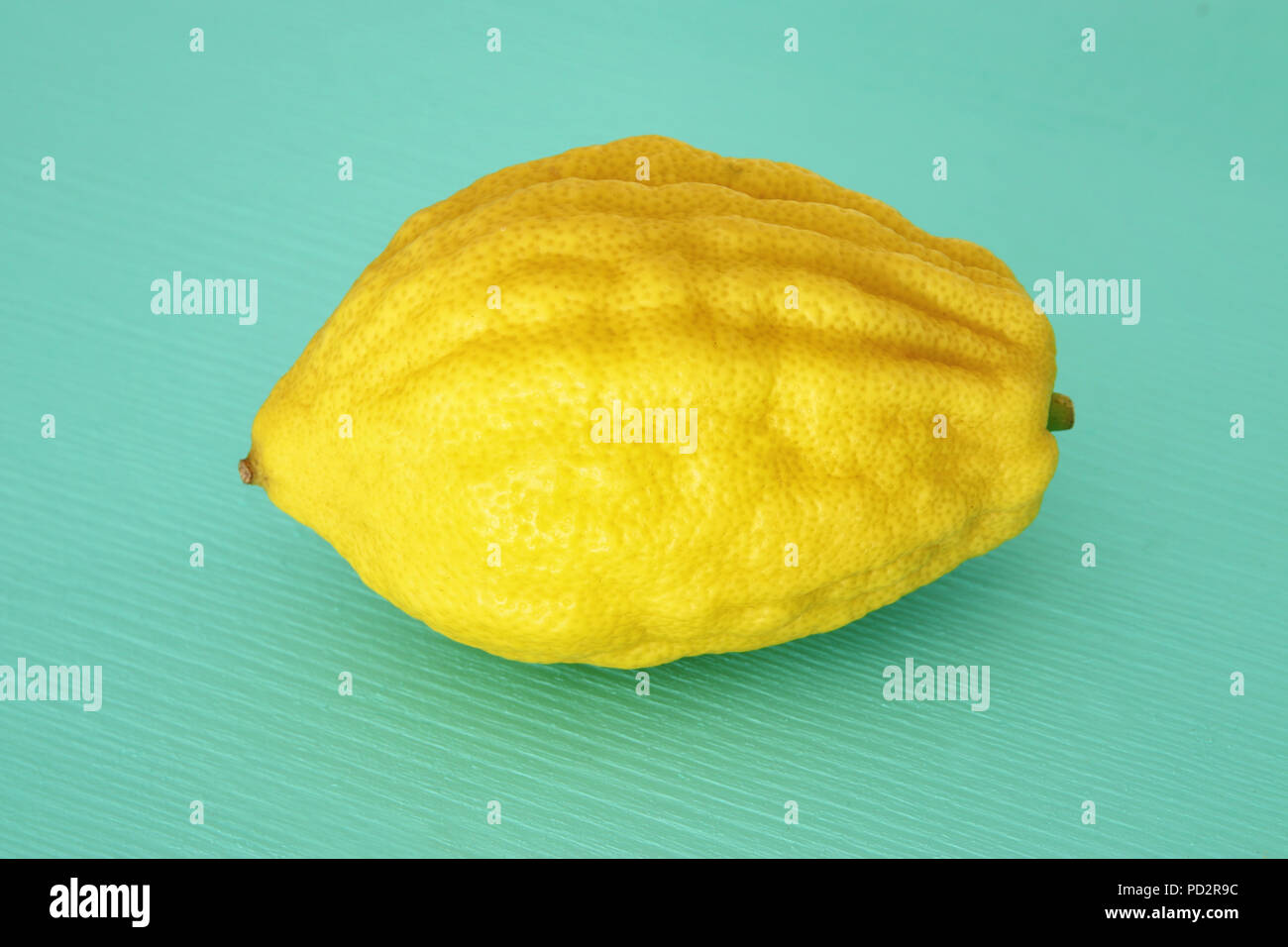 Jewish festival of Sukkot. Etrog (Lemon)Traditional symbol (One of The ...