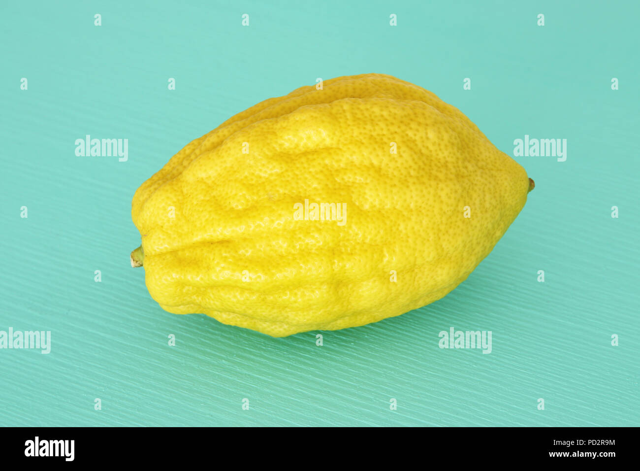 Jewish festival of Sukkot. Etrog (Lemon)Traditional symbol (One of The ...