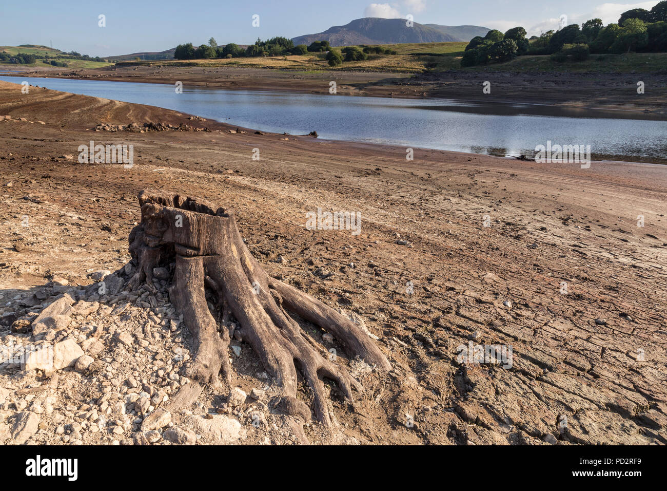 Llyn Celyn reservoir in drought conditions, Wales with exposed tree ...