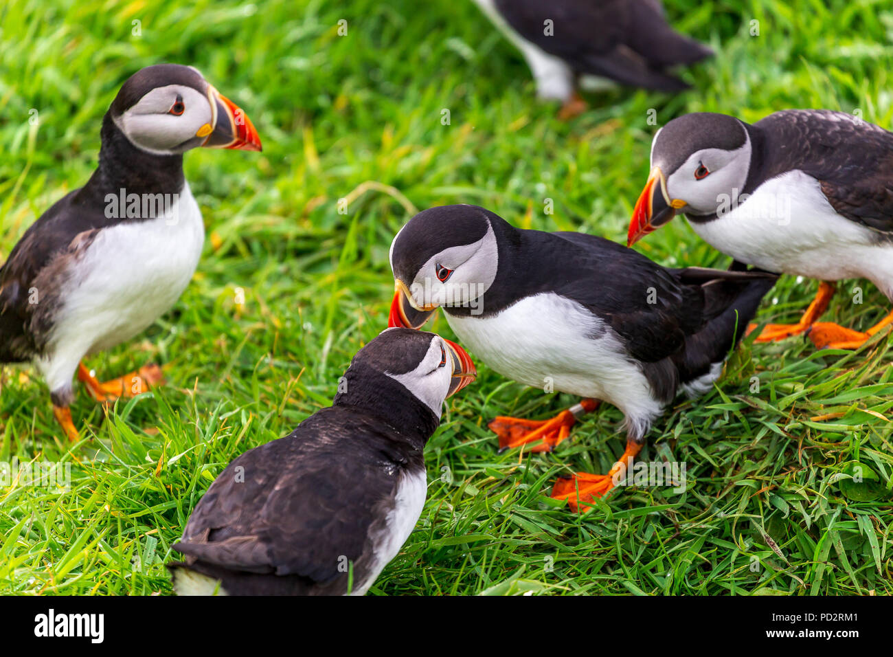 Puffin colony on Lunga Island Stock Photo - Alamy