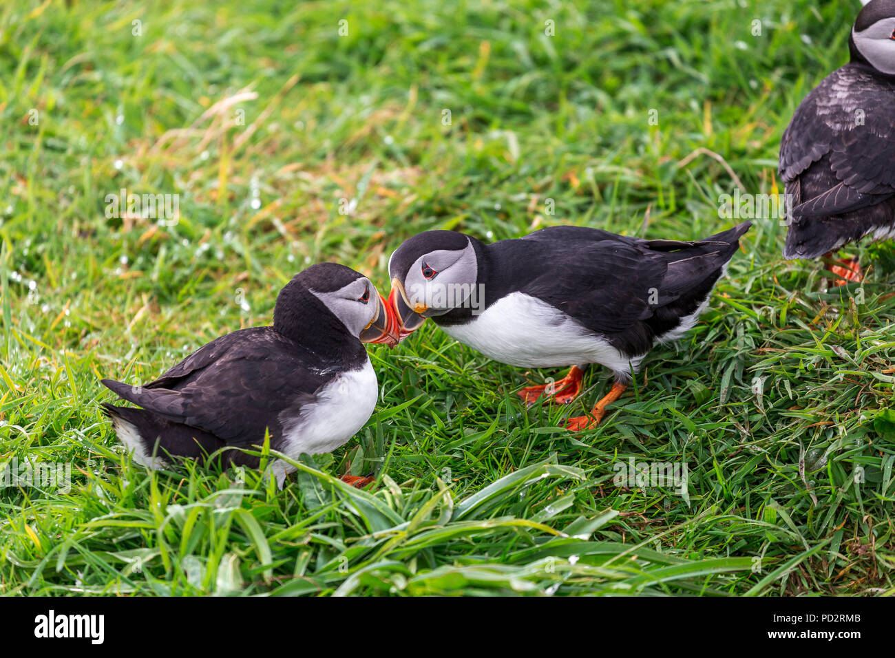 Puffin colony on Lunga Island Stock Photo - Alamy