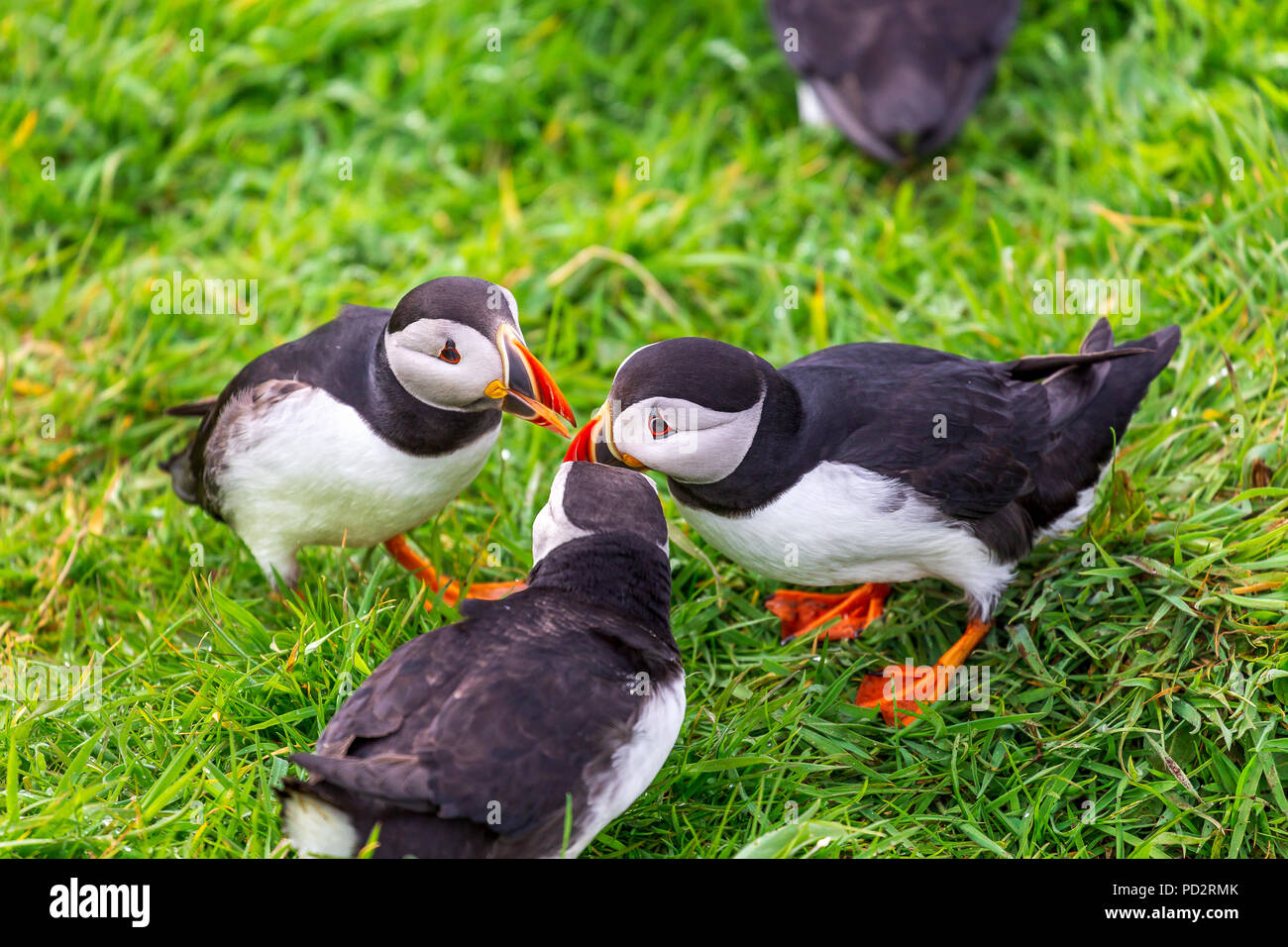 Puffin colony on Lunga Island Stock Photo - Alamy