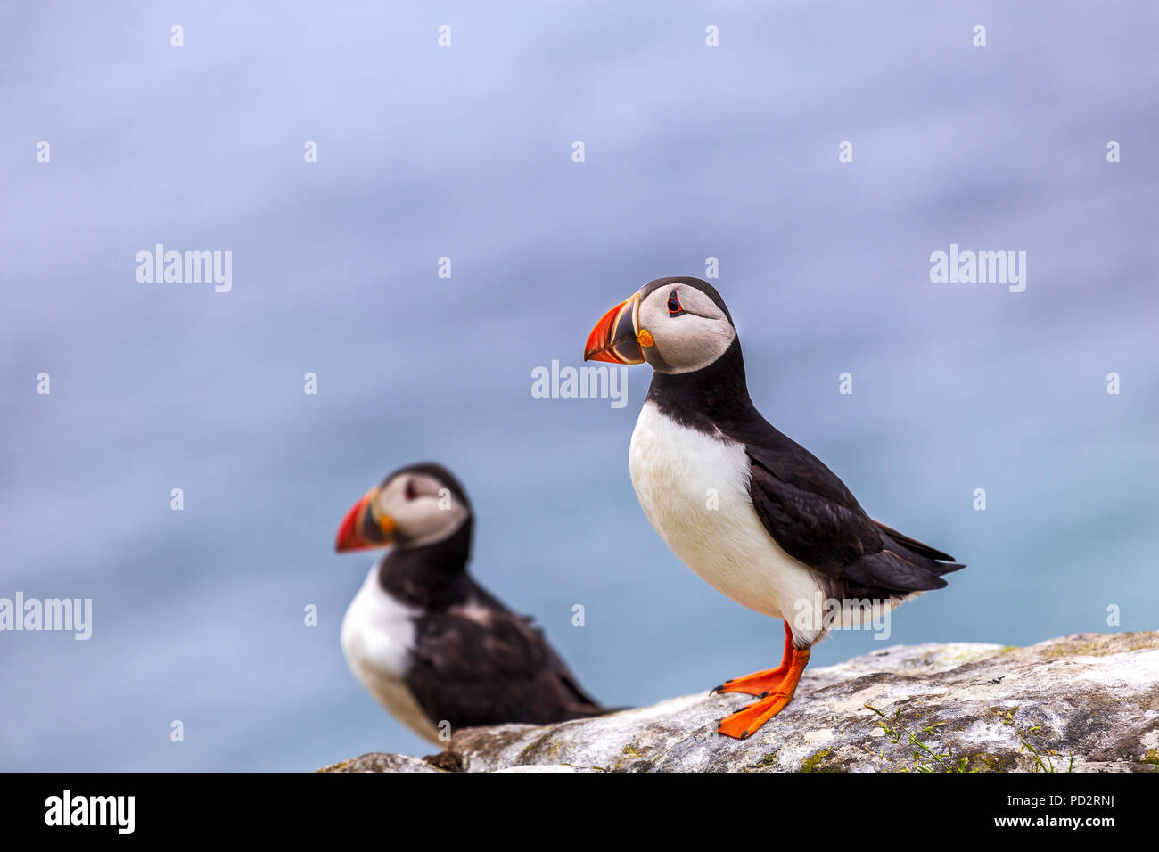 Puffin colony on Lunga Island Stock Photo - Alamy