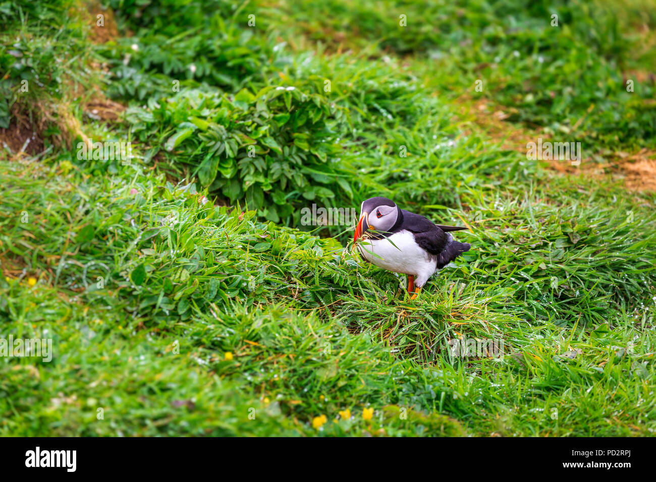 Puffin colony on Lunga Island Stock Photo - Alamy