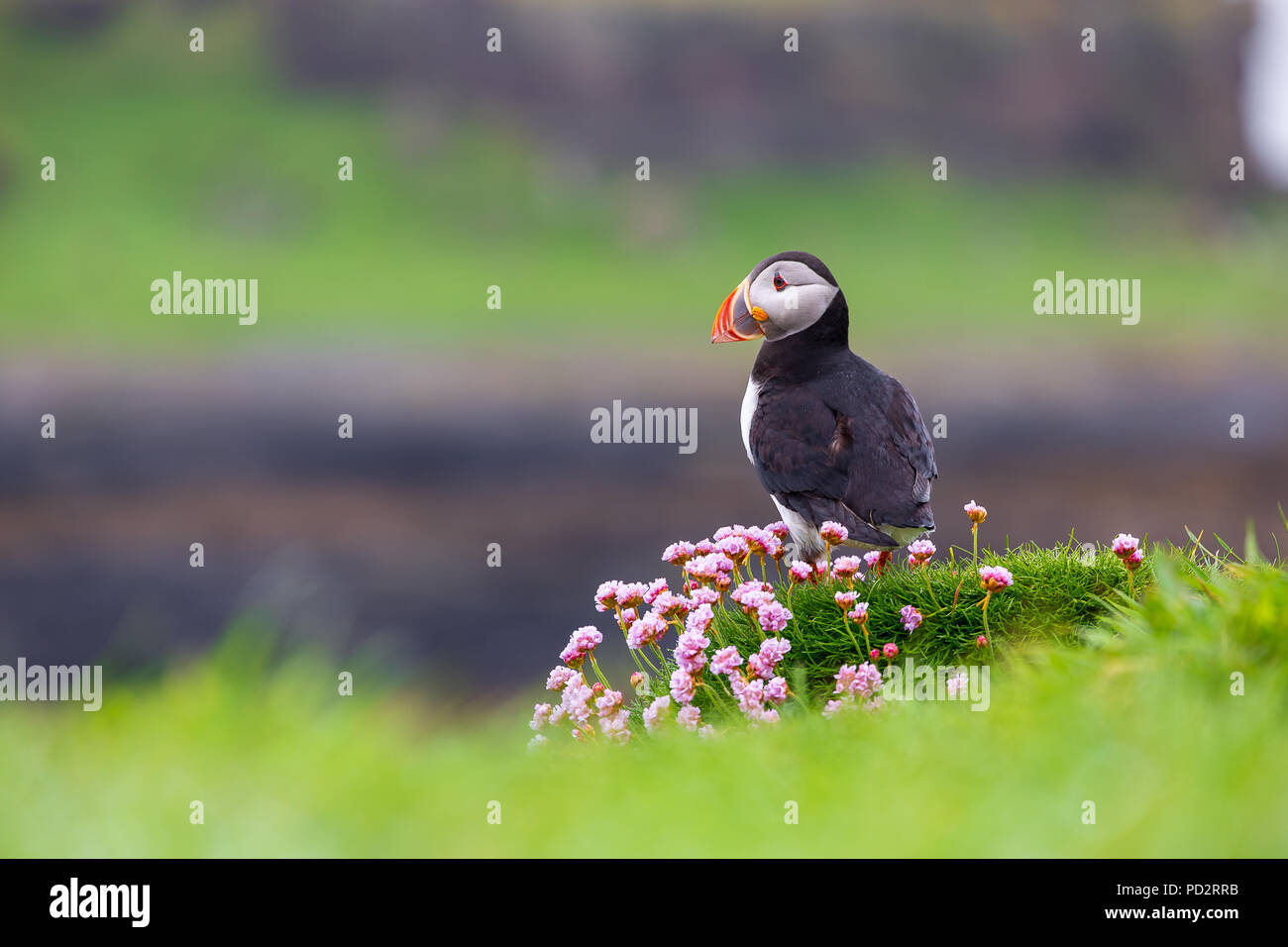 Puffin colony on Lunga Island Stock Photo - Alamy