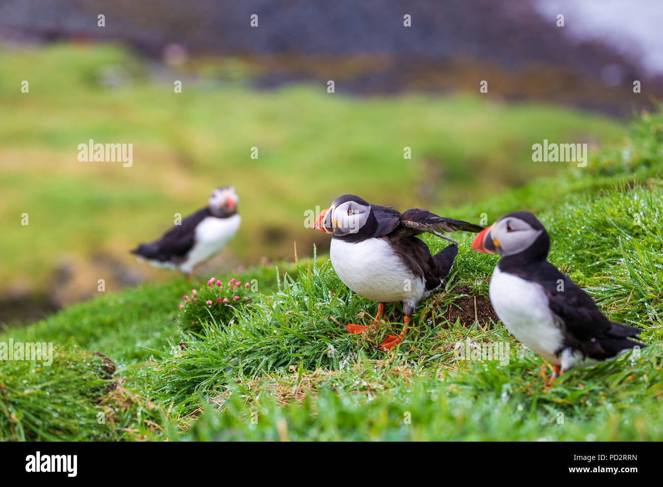 Puffin colony on Lunga Island Stock Photo - Alamy