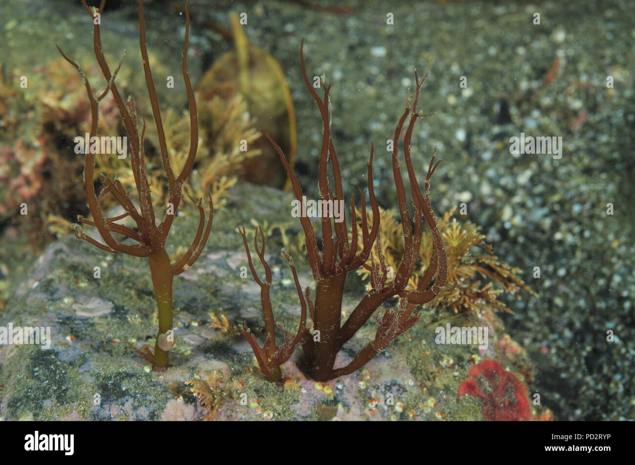 Tiny specimens of brown algae growing on rock reminding of human couple ...