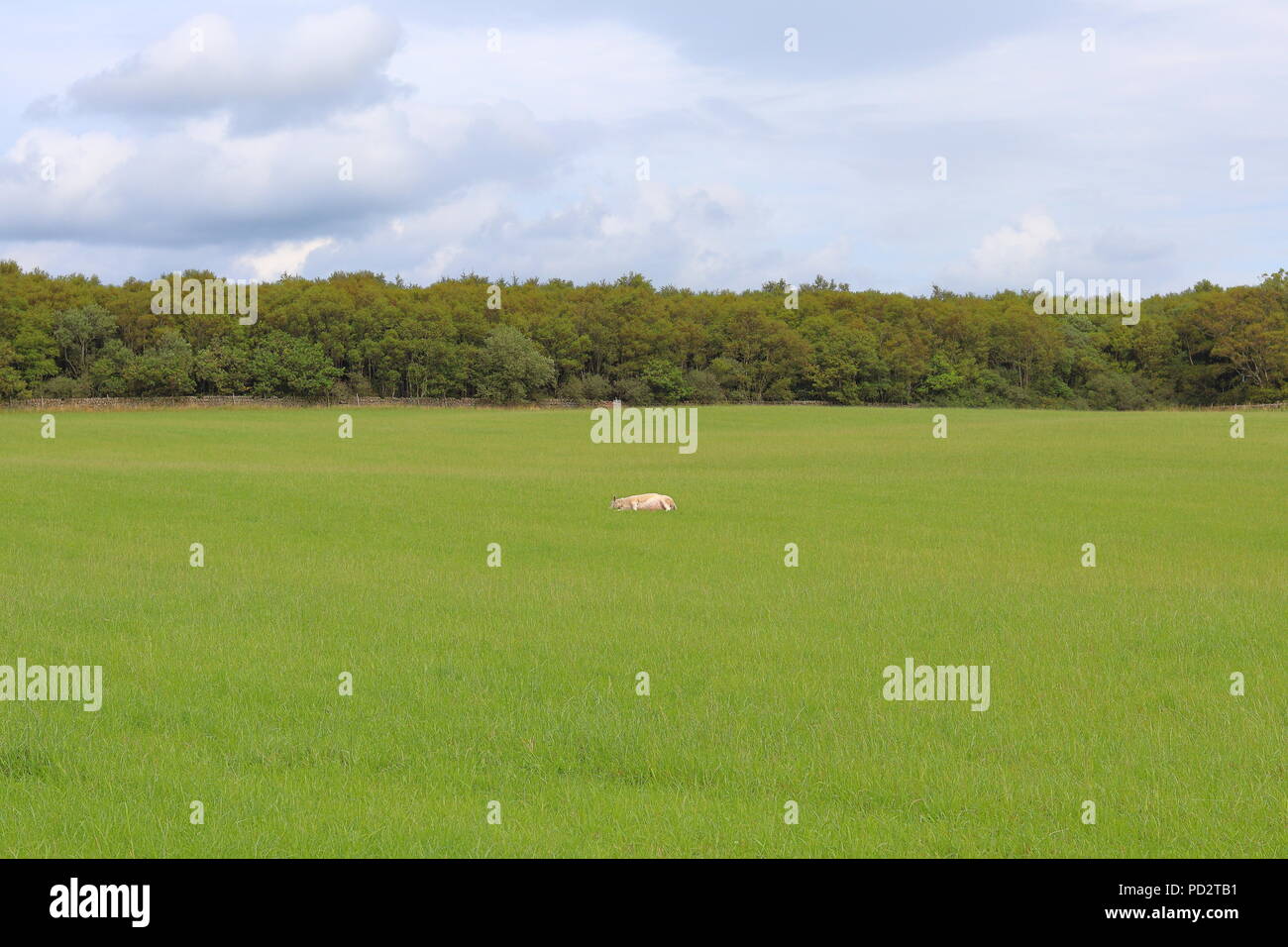 Sheep rest hi-res stock photography and images - Alamy