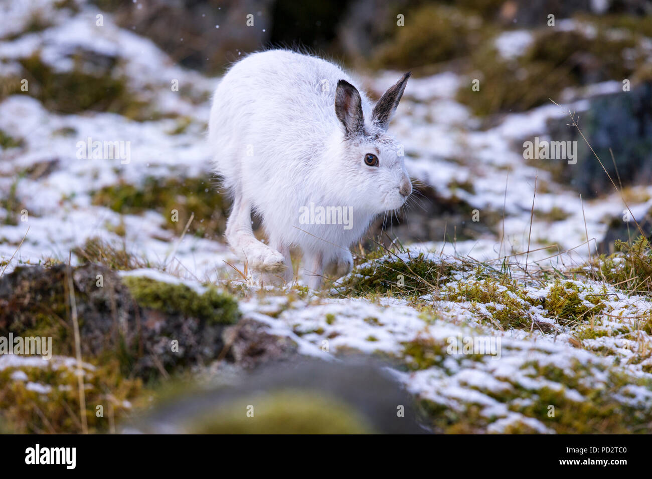 Mountain Hare In winter Stock Photo - Alamy