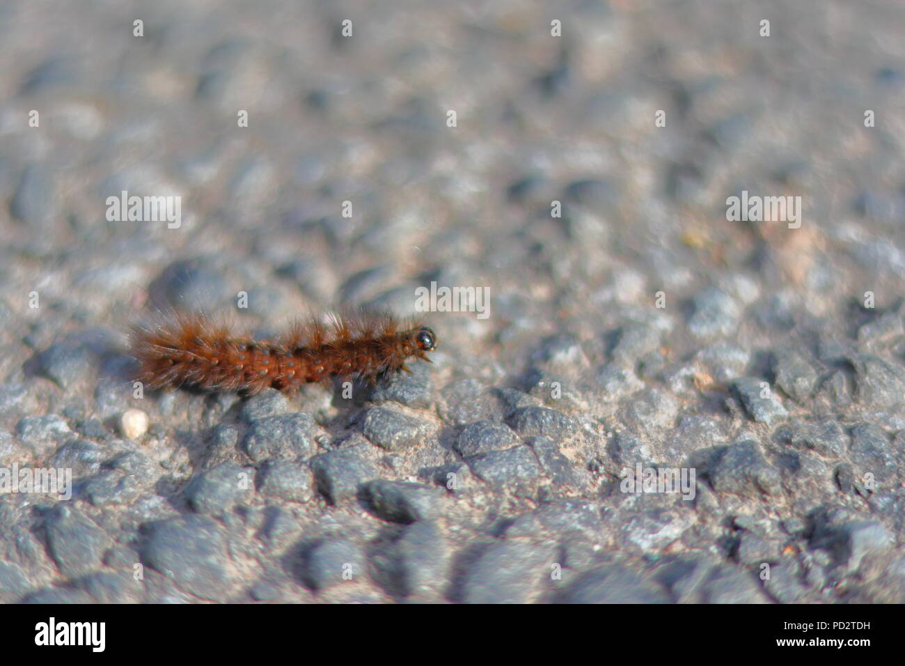 Walking worm hi-res stock photography and images - Alamy