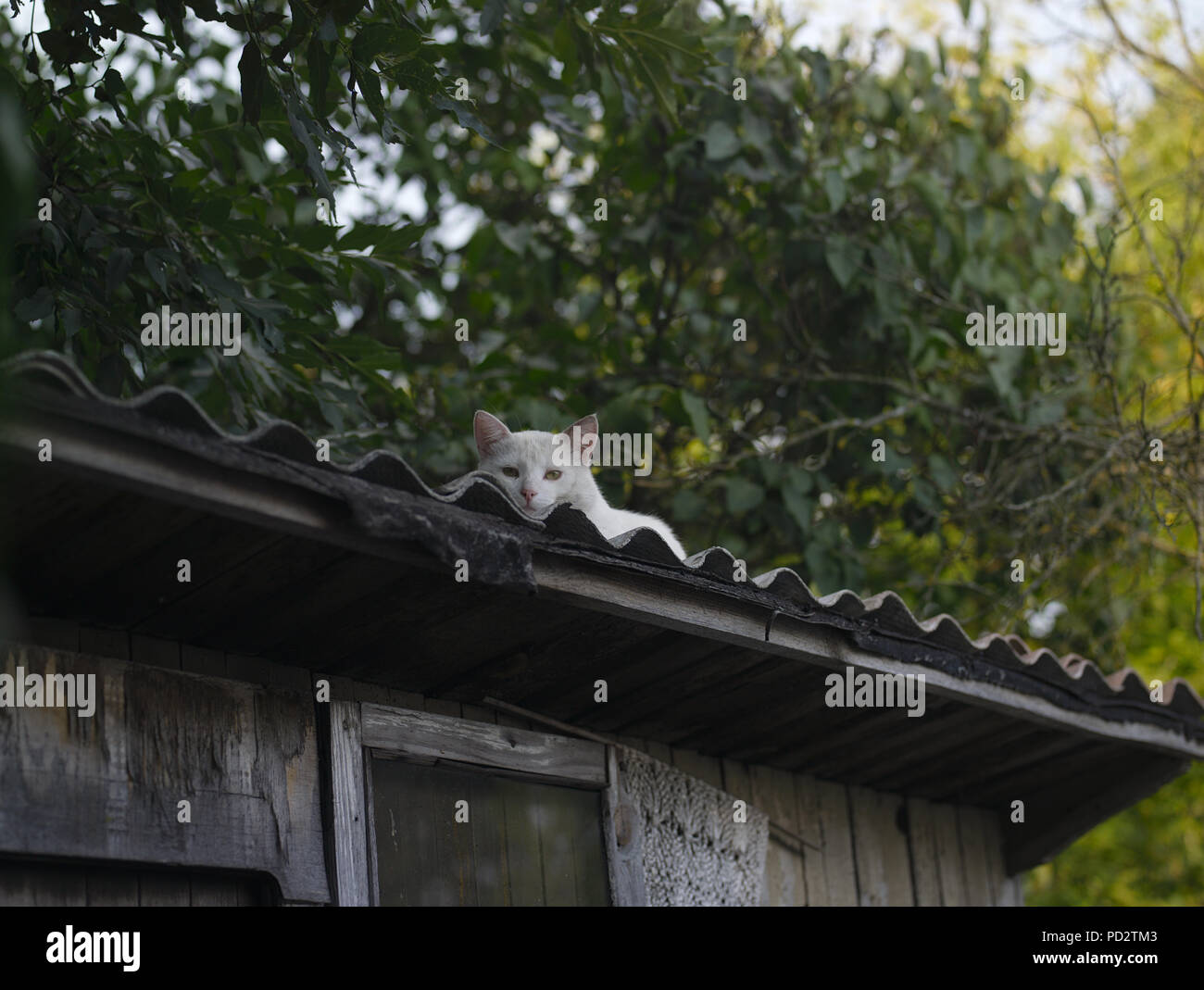 Hunting instinct of a feline hi-res stock photography and images - Alamy