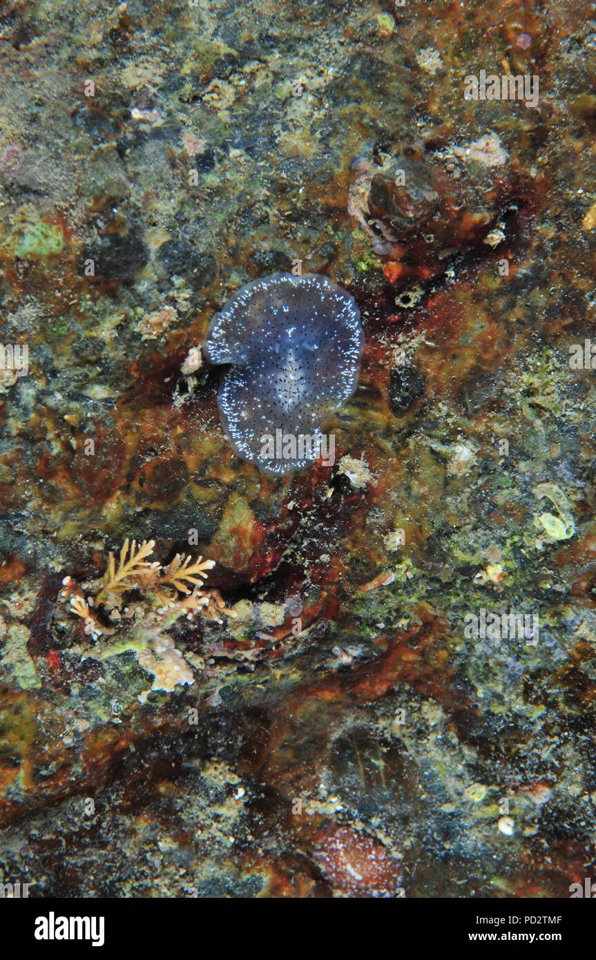 Translucent flatworm on colorful rock face. It looks like decorated ...