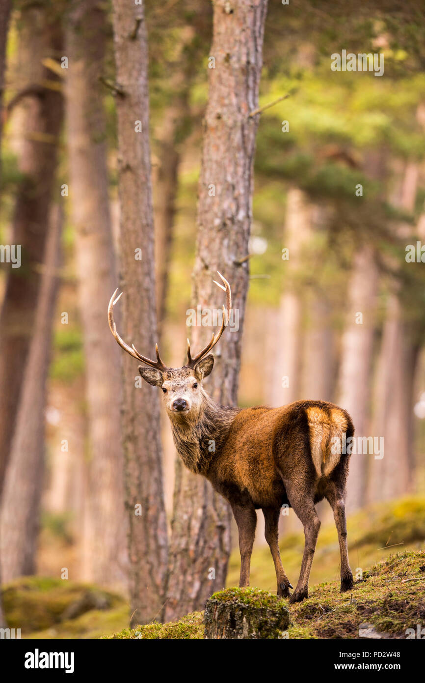 Red Deer Cervus elaphus Stock Photo - Alamy