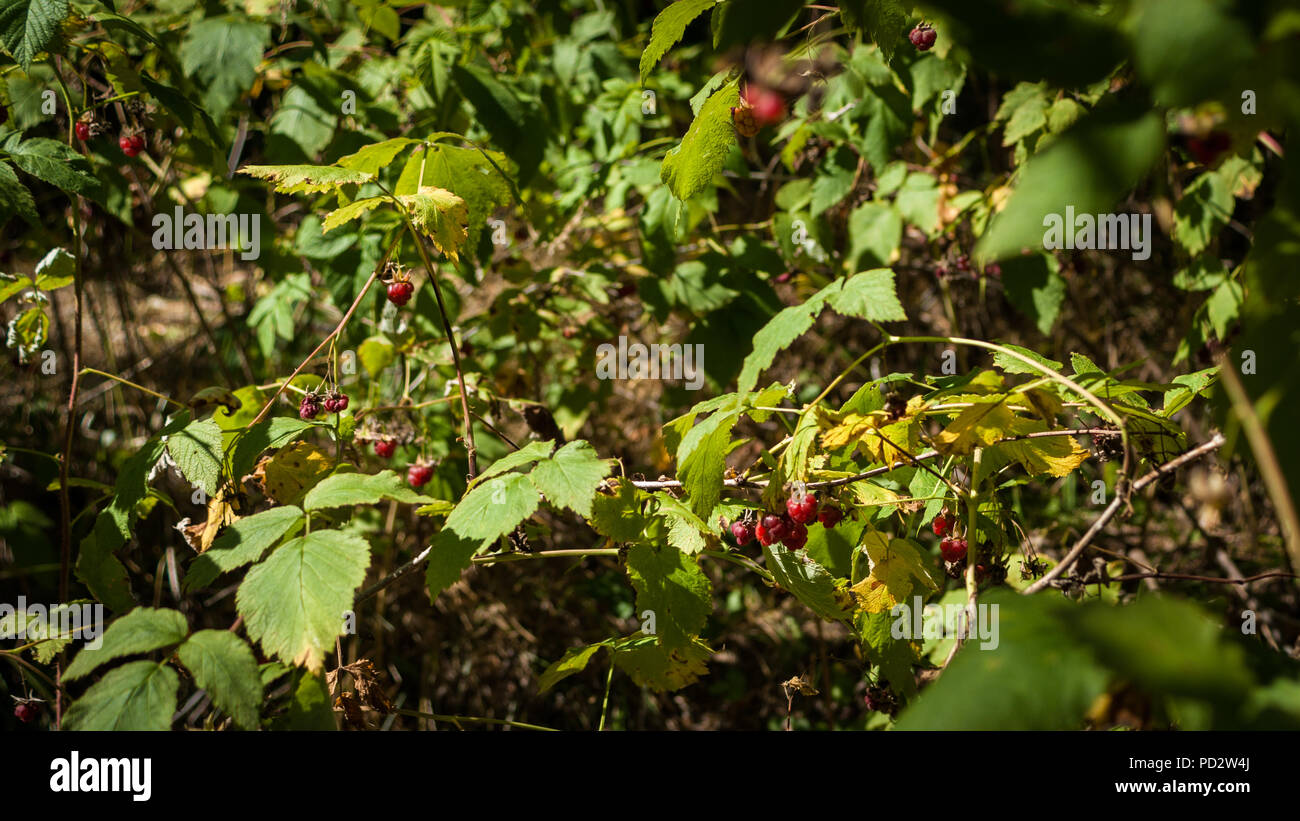 Organic food concept: sweet berries of wild raspberry in the woods on a ...