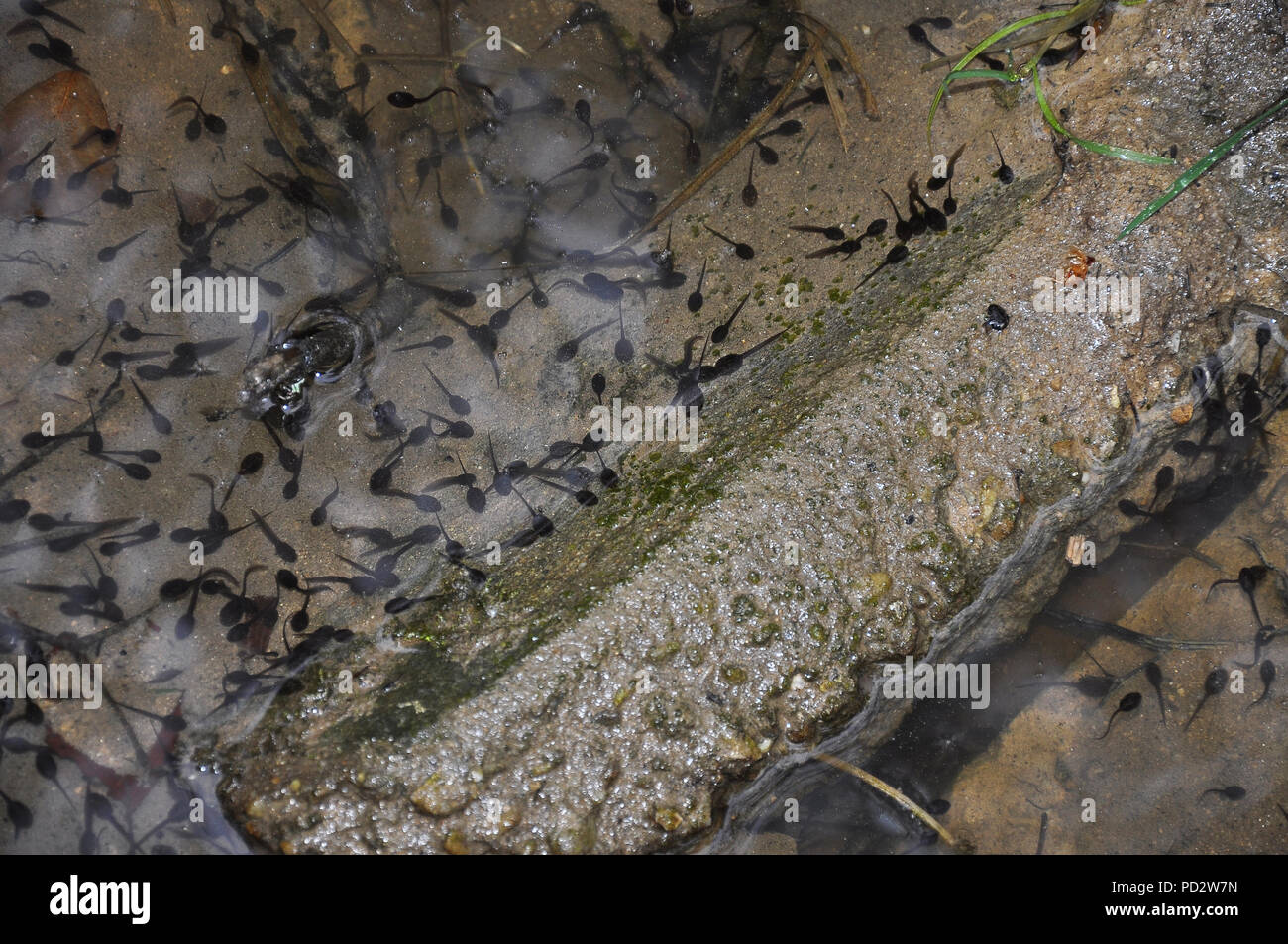 Tadpole in water Stock Photo - Alamy