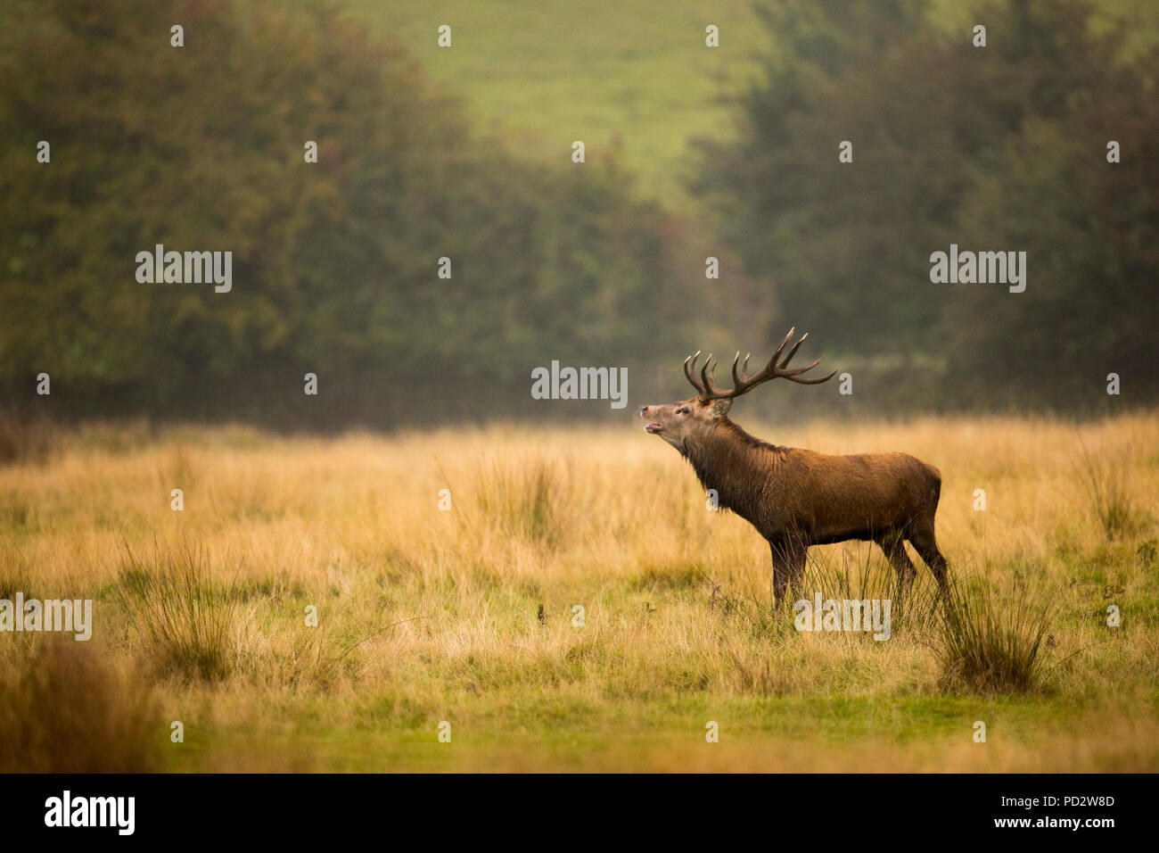Conservation History High Resolution Stock Photography and Images - Alamy