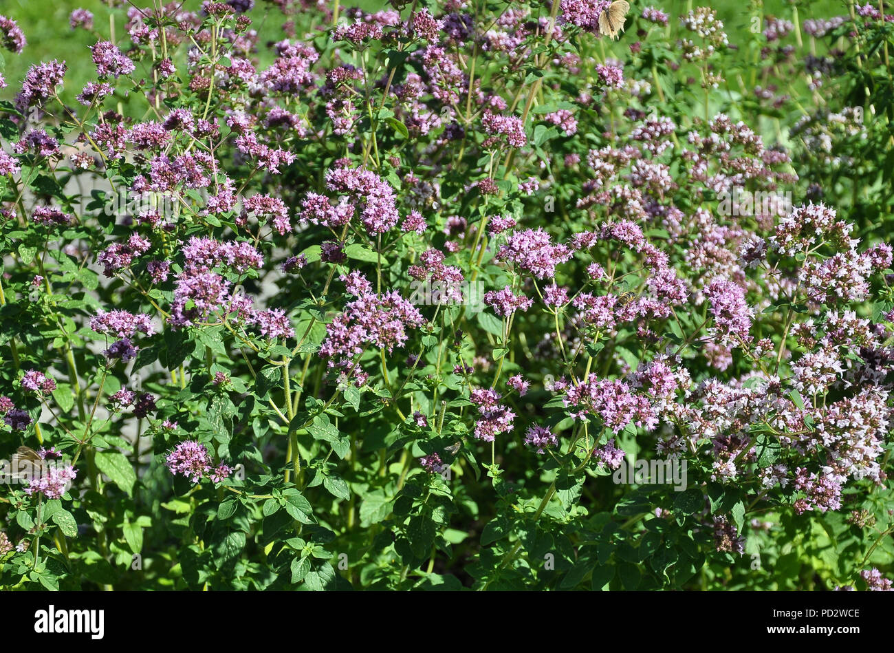Blooming oregano in garden Stock Photo - Alamy
