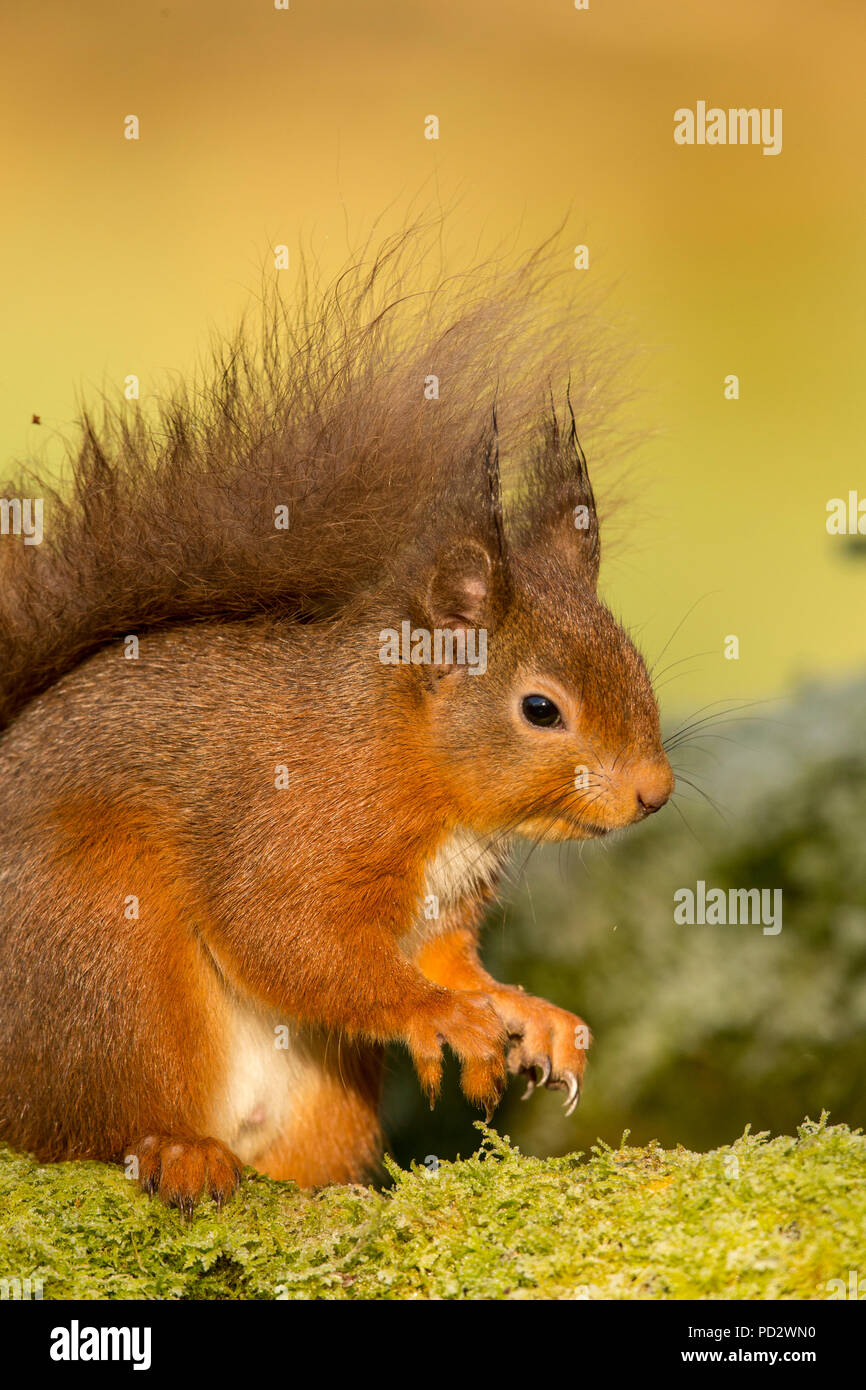 Red Squirrel Sciurus vulgaris Stock Photo - Alamy