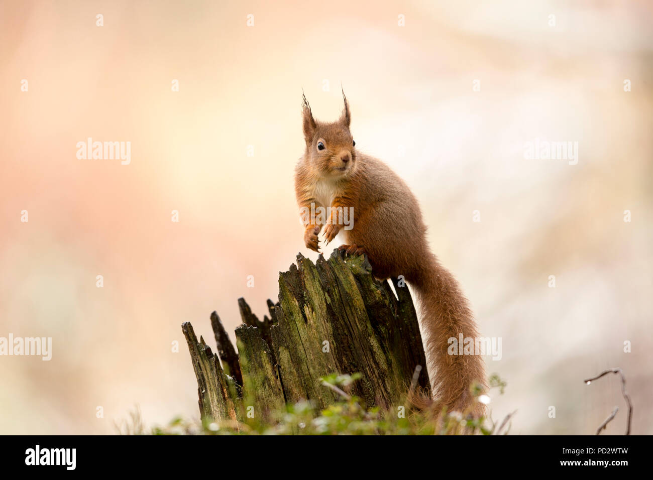 Red Squirrel Sciurus vulgaris Stock Photo - Alamy