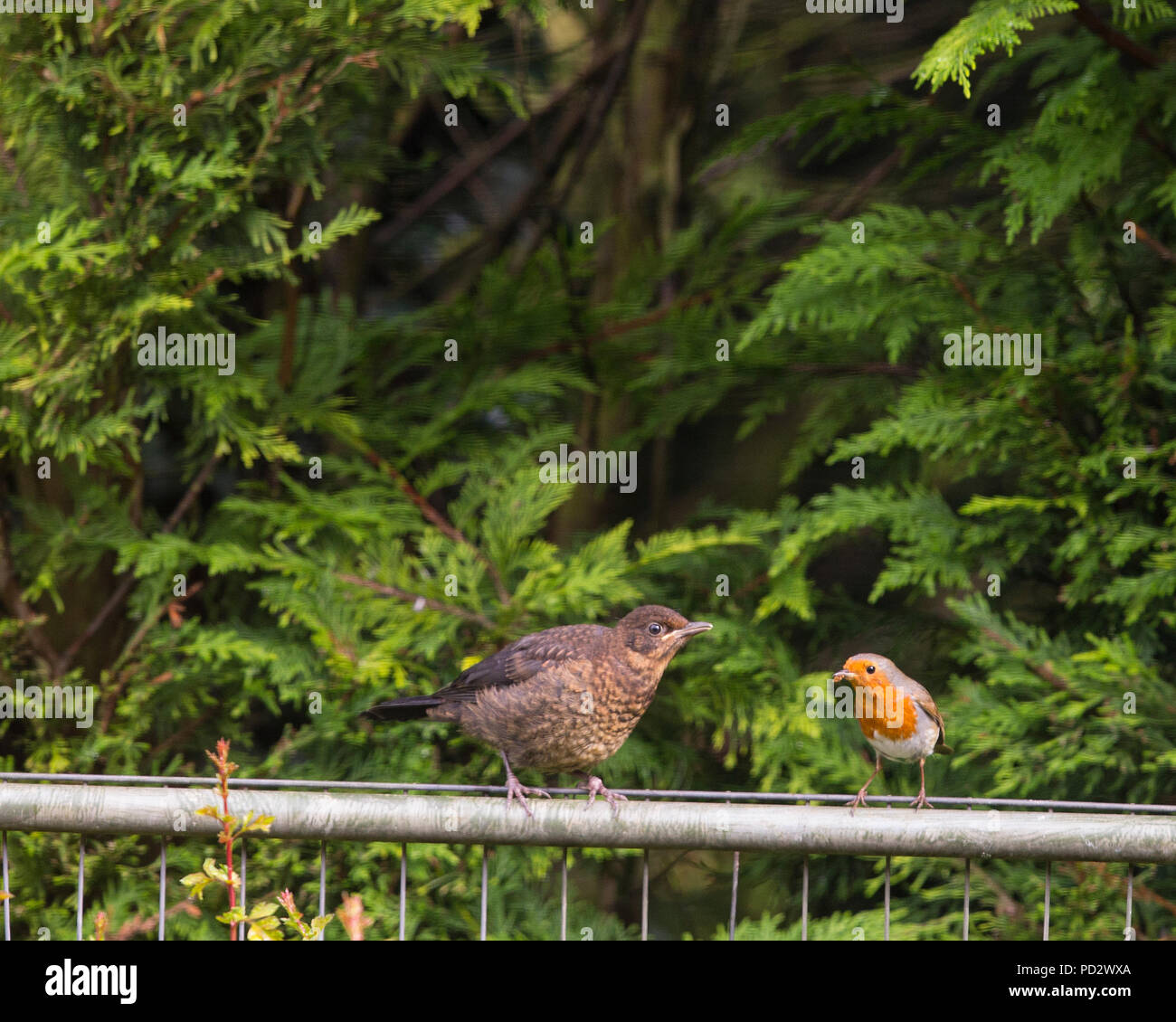 Robin feeding blackbird hi-res stock photography and images - Alamy