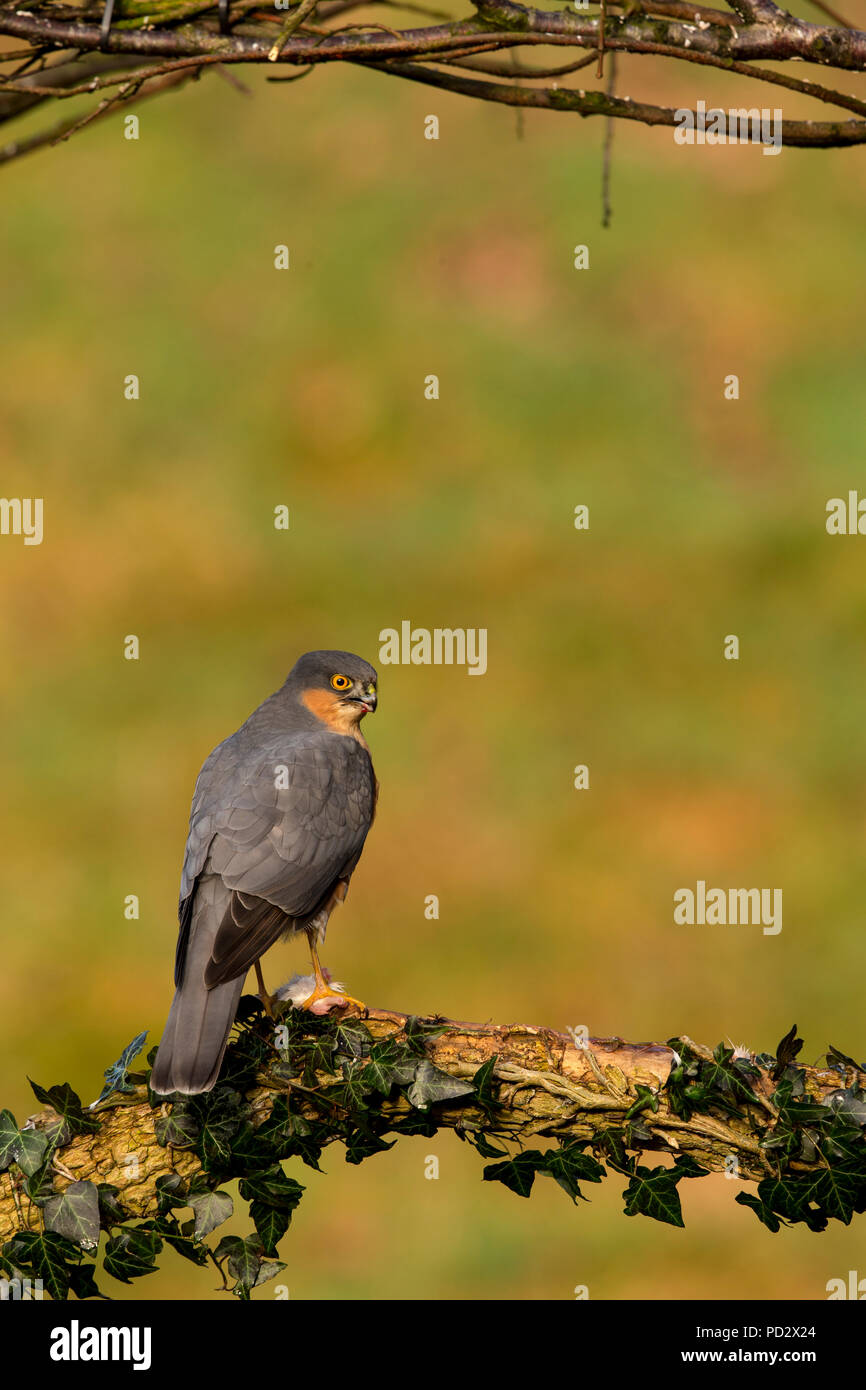 Sparrow Hawk Uk Stock Photos & Sparrow Hawk Uk Stock Images - Alamy