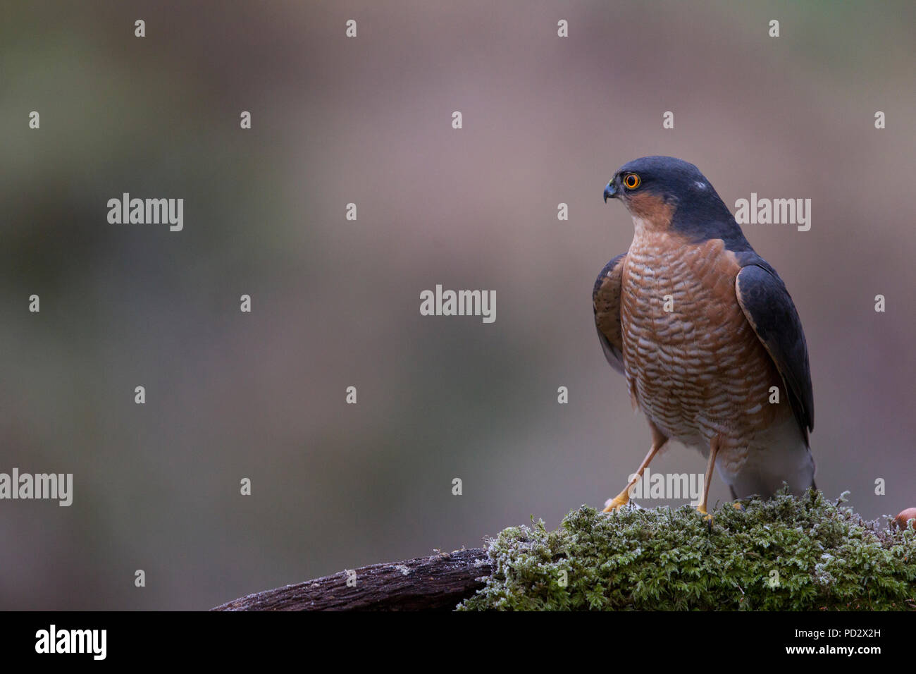 British raptor conservation hi-res stock photography and images - Alamy