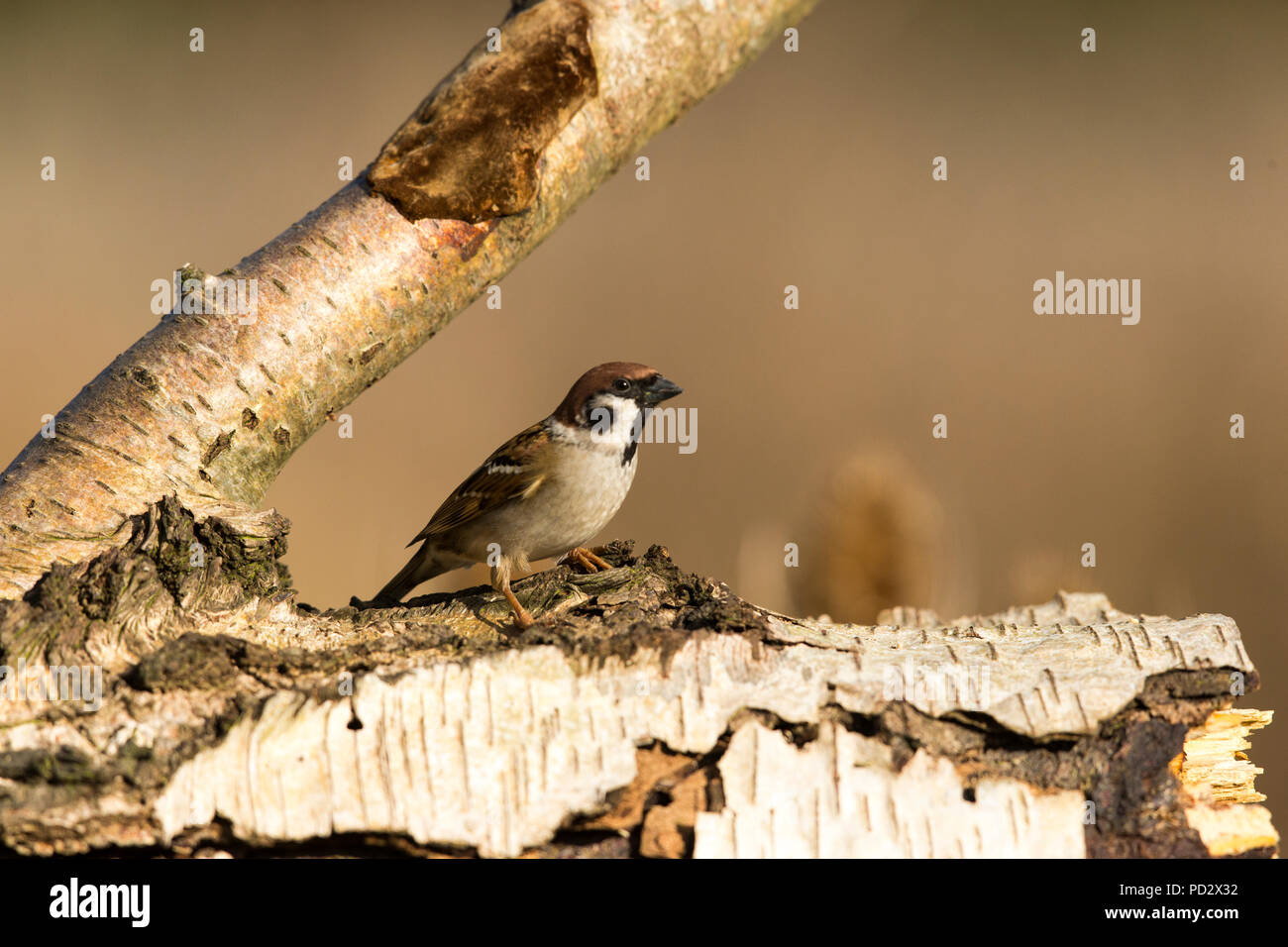 British sparrow hi-res stock photography and images - Alamy
