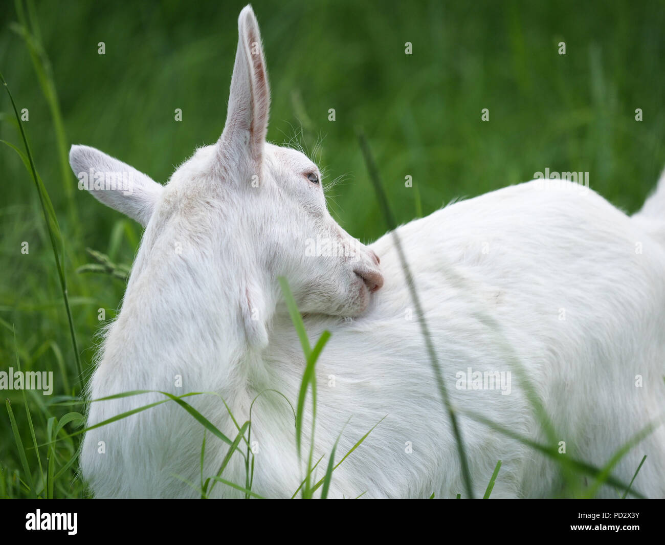 A baby goat stands in a summer paddock Stock Photo - Alamy