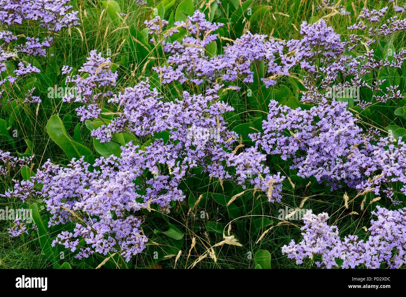 Common sea lavender Limoniym vulgare Stock Photo - Alamy