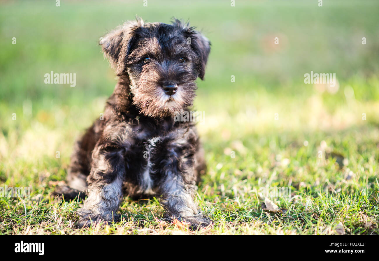 Adorable alert black and grey ten-week-old Miniature German Schnauzer ...
