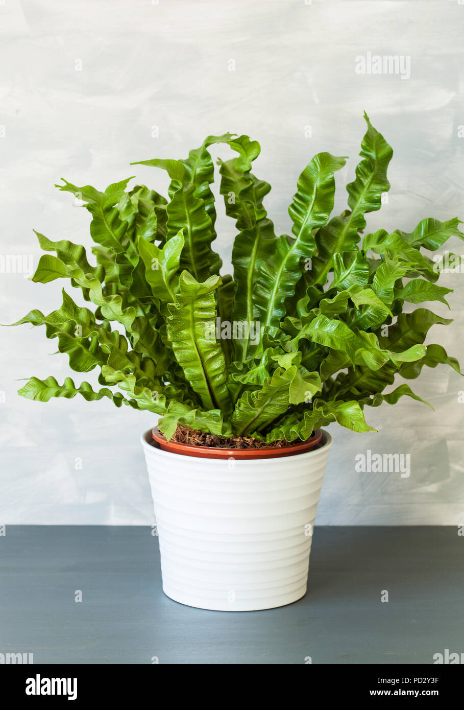 houseplant Asplenium nidus in white flowerpot Stock Photo - Alamy