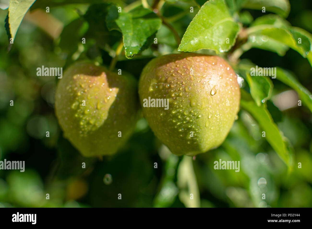 Grops hi-res stock photography and images - Alamy