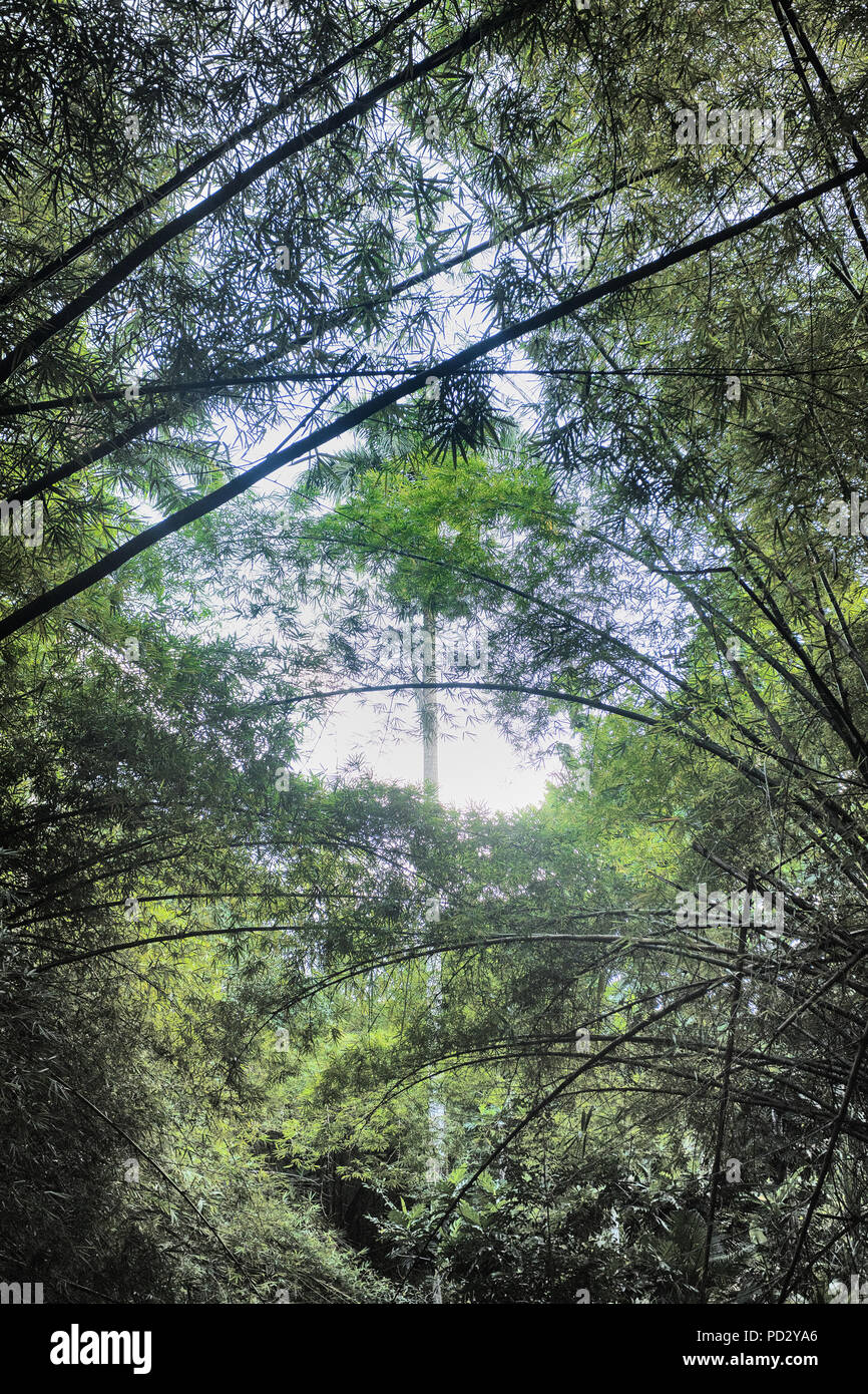 Rainforest canopies hi-res stock photography and images - Alamy