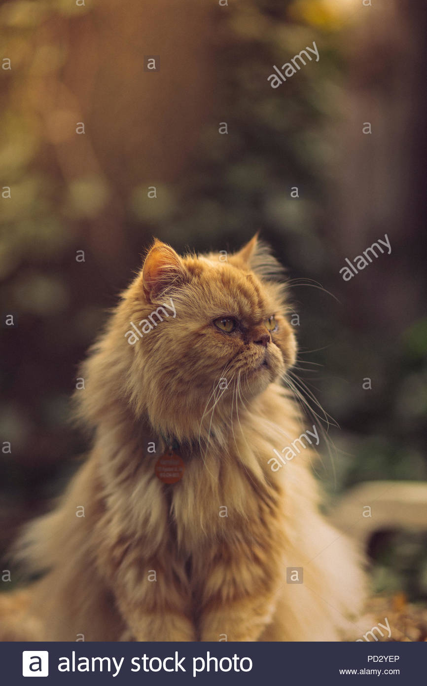 Persian Cat Grumpy Stock Photos & Persian Cat Grumpy Stock Images - Alamy