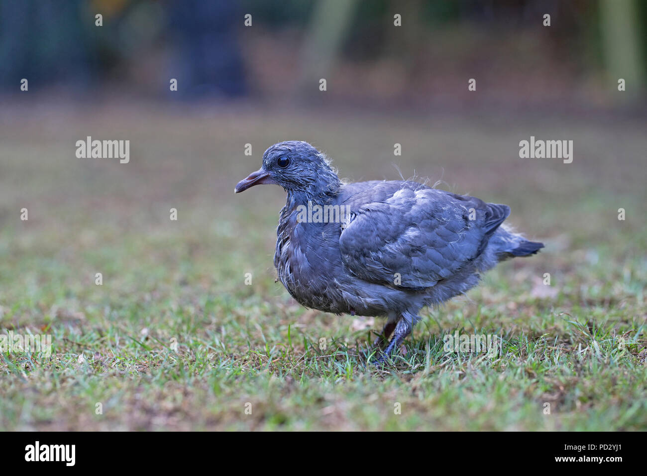Stock Dove (Columba oenas Stock Photo - Alamy