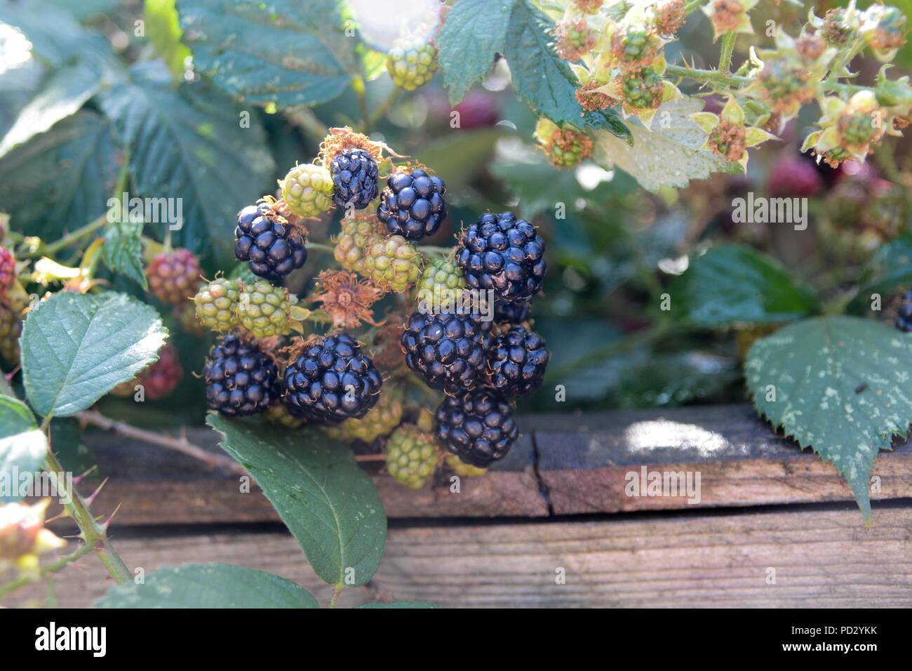 monday 6th august 2018 ,west dulwich ,london uk . blackberry bushes ...