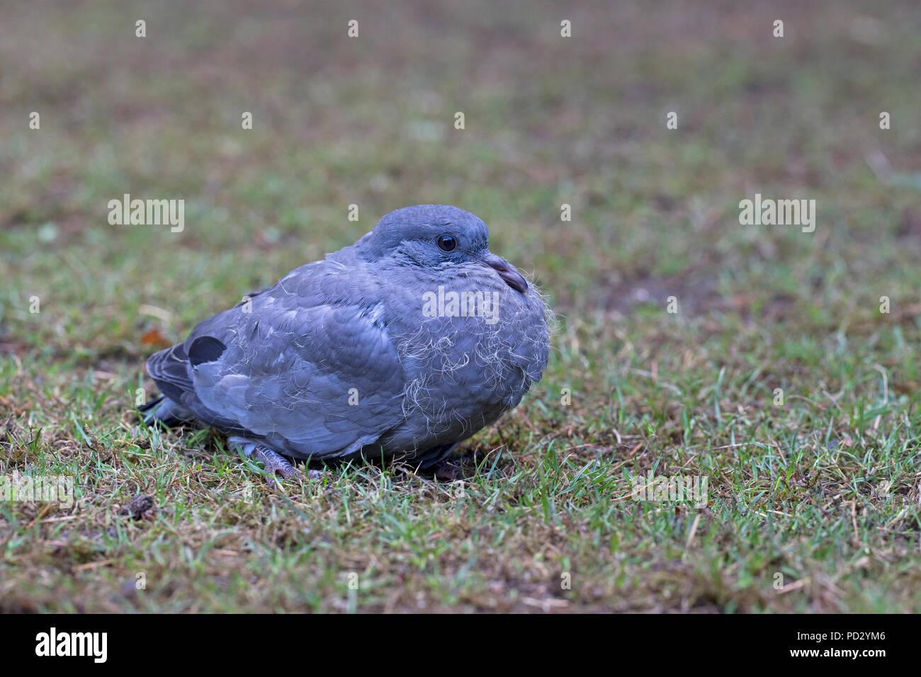 Stock Dove (Columba oenas Stock Photo - Alamy