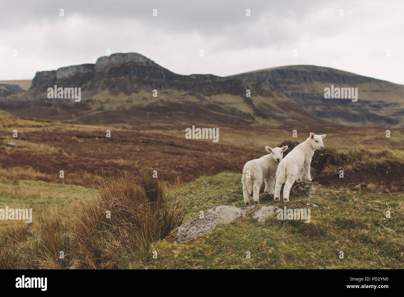 Lambs on hillside, Orbost, Isle of Skye, Scotland, UK Stock Photo - Alamy