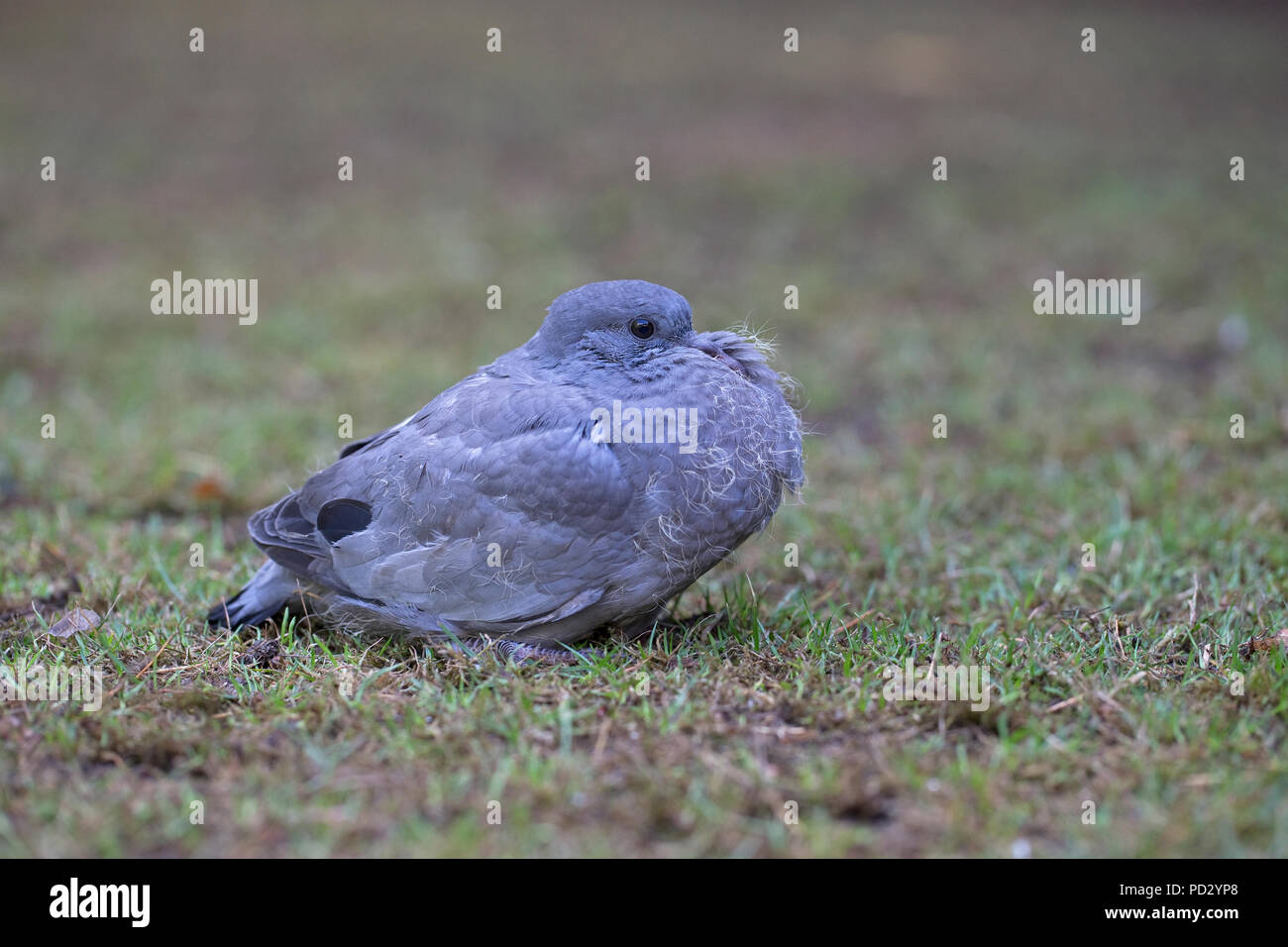 Stock Dove (Columba oenas Stock Photo - Alamy