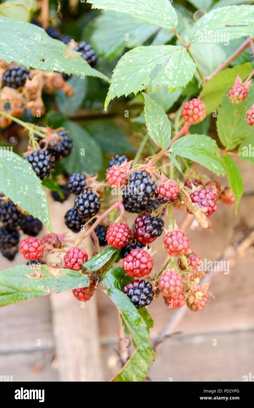 Black berrys vine hi-res stock photography and images - Alamy