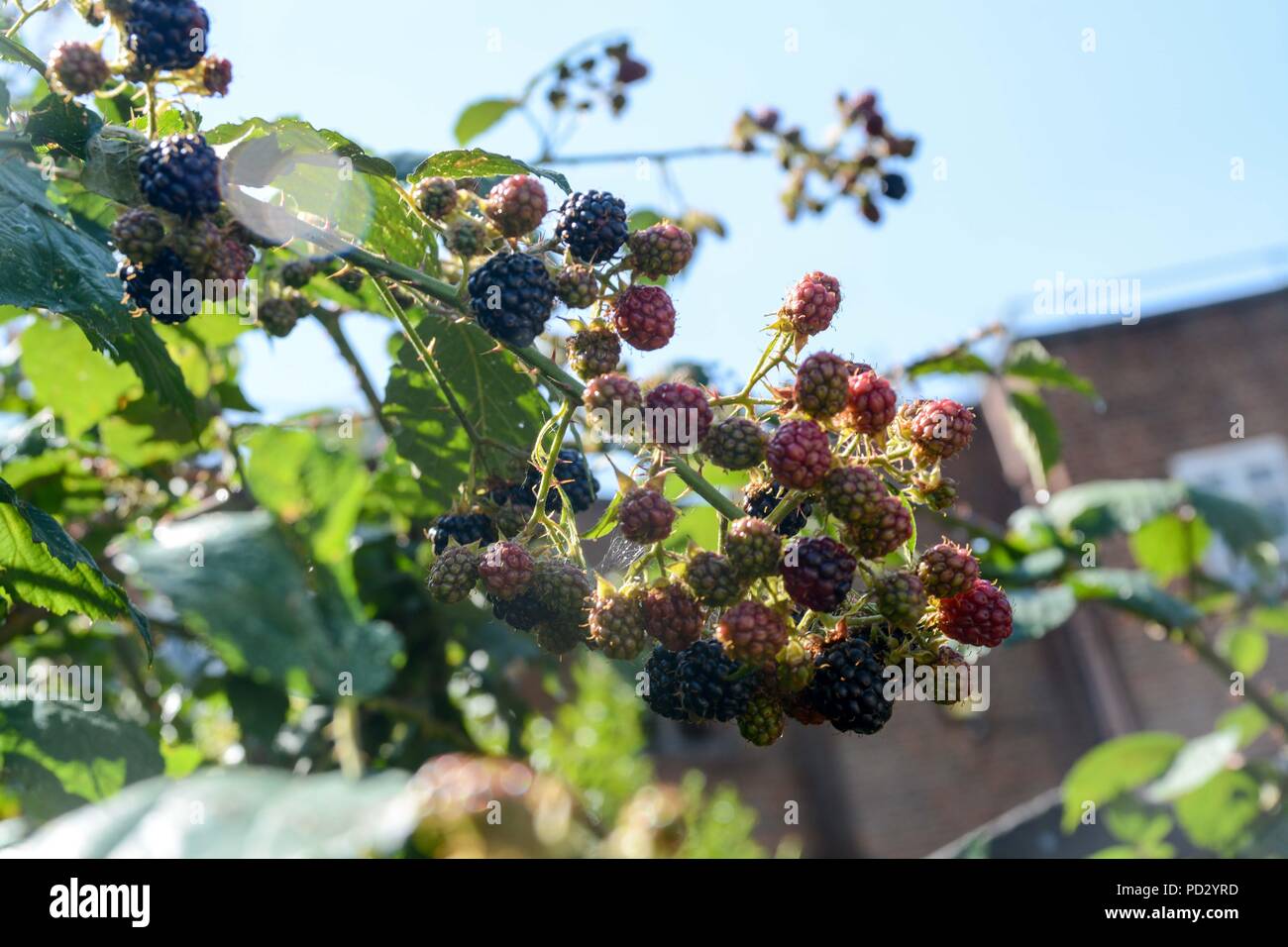 monday 6th august 2018 ,west dulwich ,london uk . blackberry bushes ...