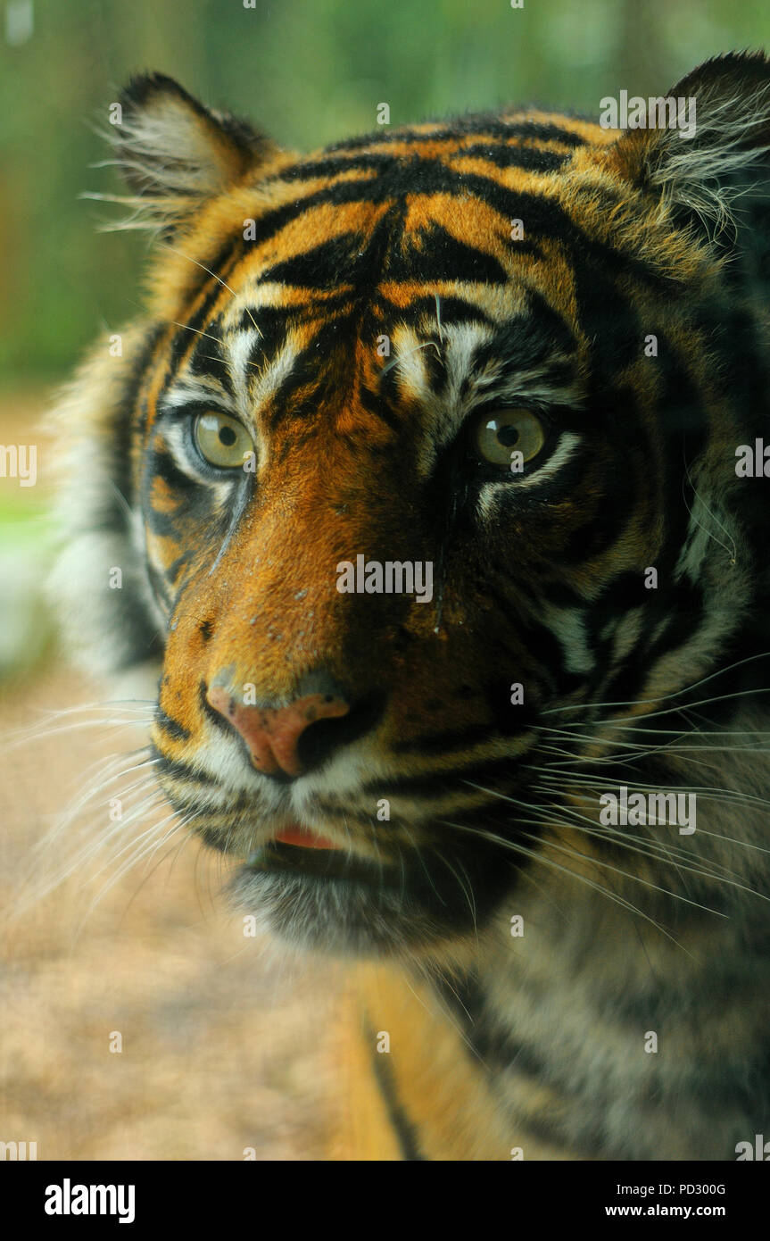 Tiger ready hi-res stock photography and images - Alamy
