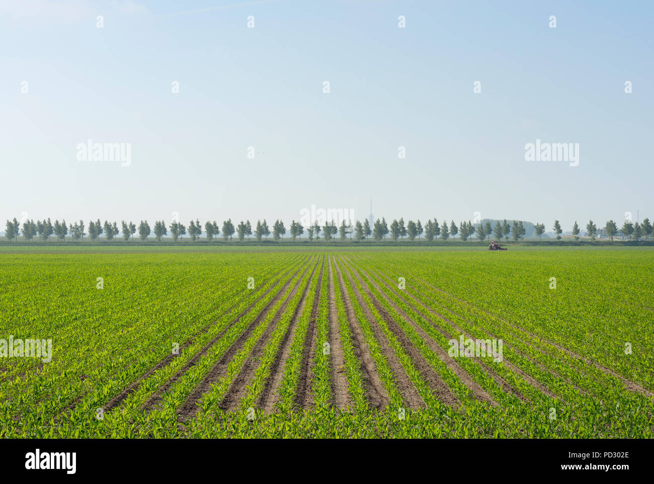 Furrowed corn field hi-res stock photography and images - Alamy