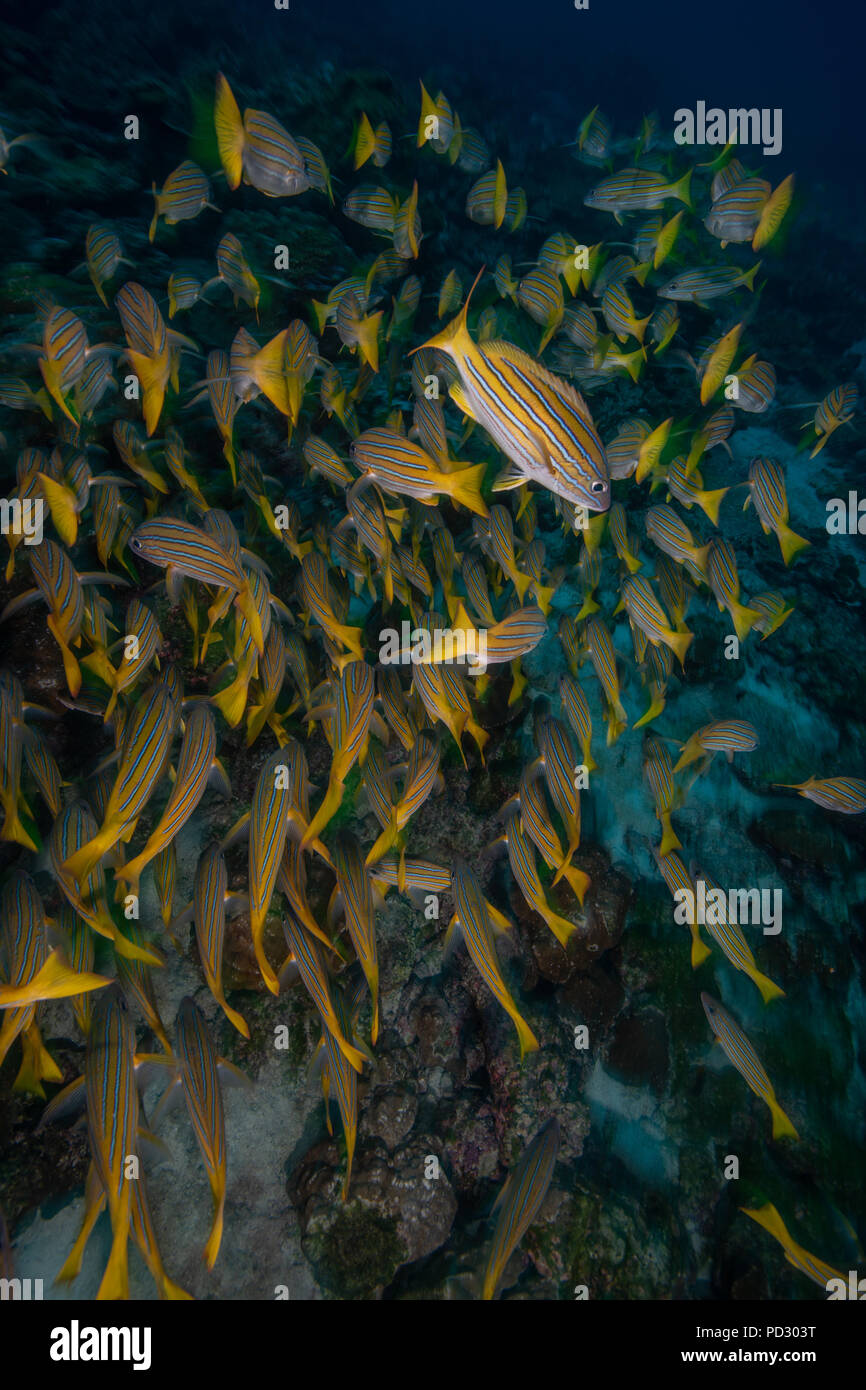 School or red snappers hi-res stock photography and images - Alamy